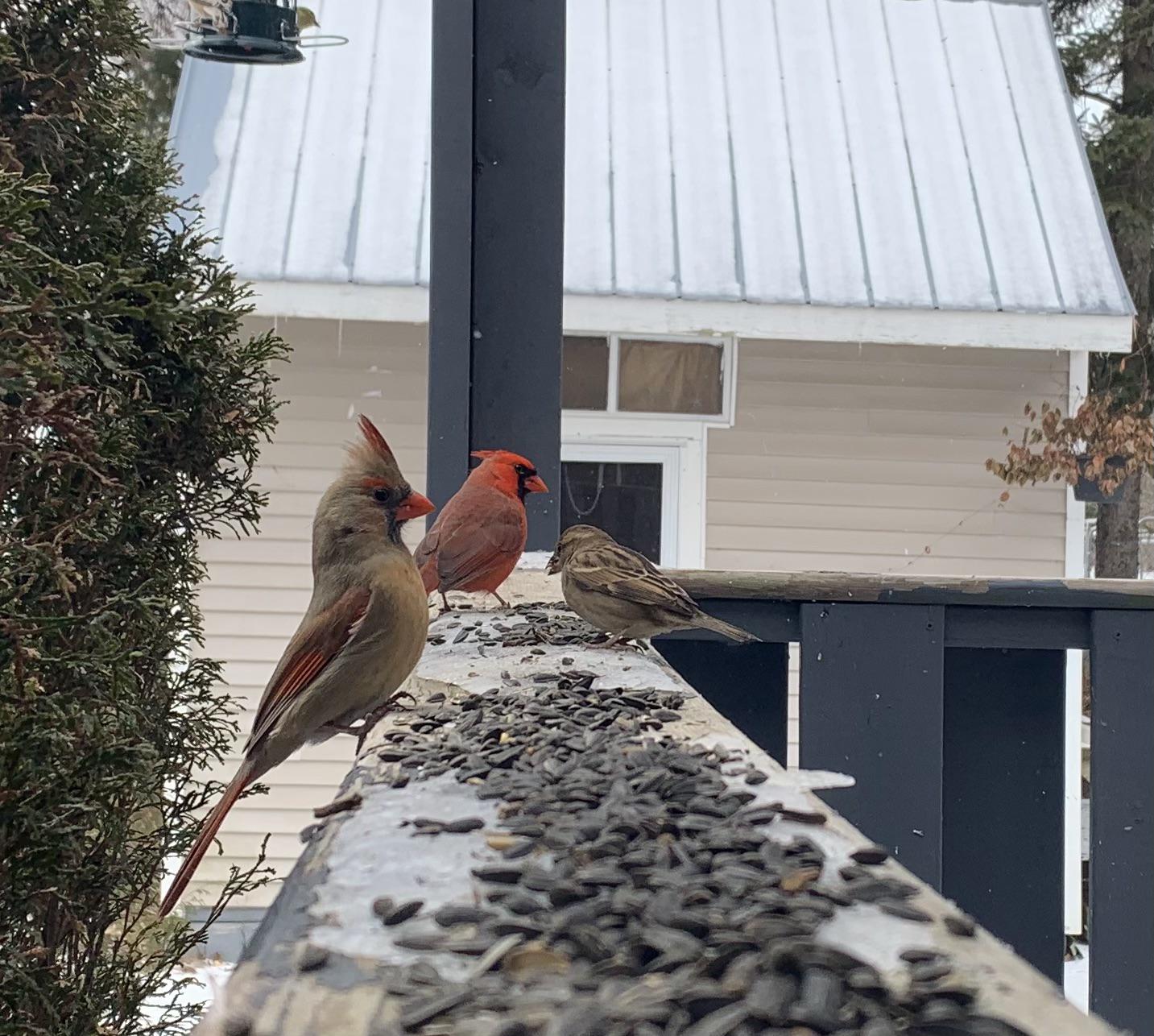 Female and a male cardinal and a house sparrow. | Scrolller
