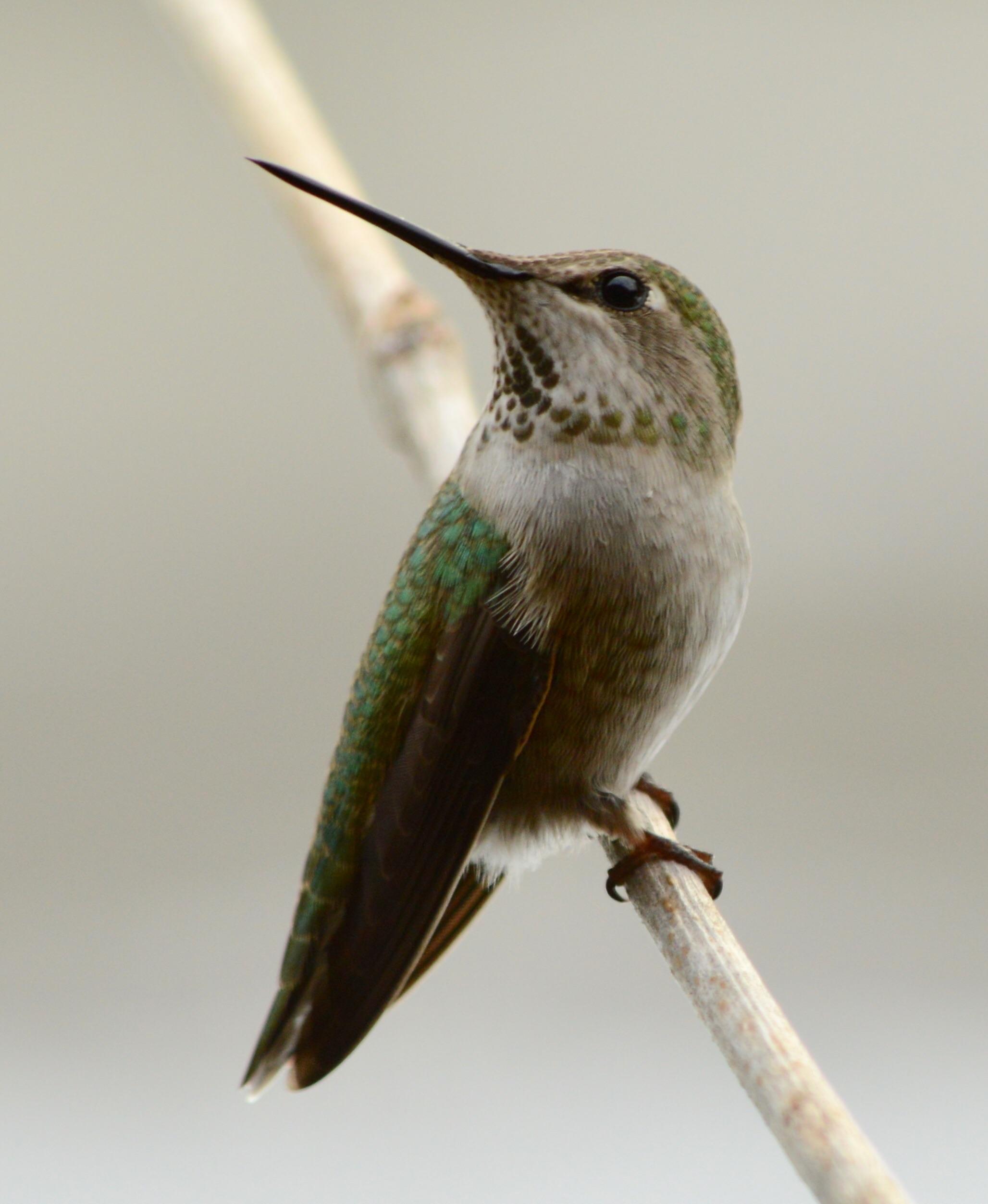 Female Anna’s Hummingbird | Scrolller