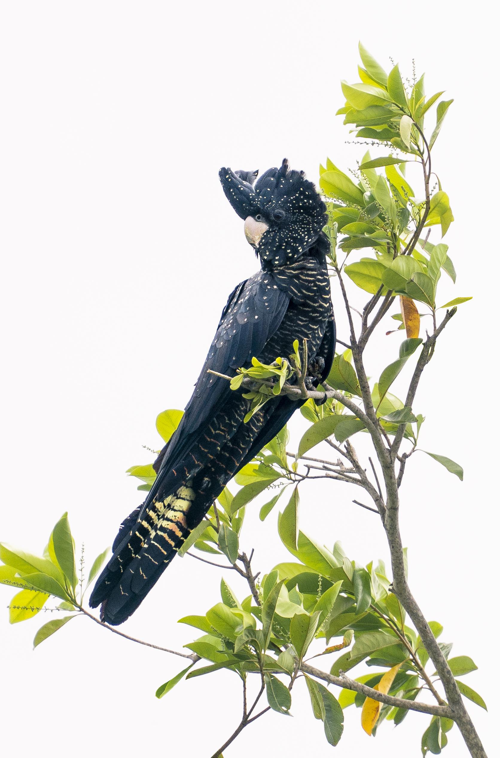 Female red-tailed black cockatoo | Scrolller