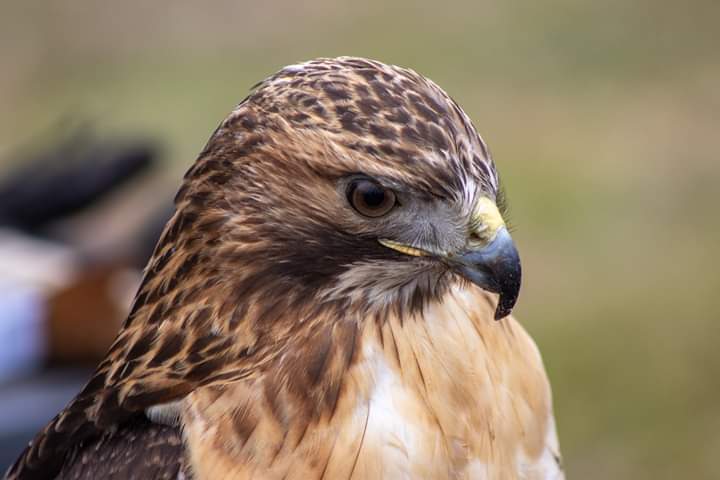Female Red-tailed Hawk | Scrolller