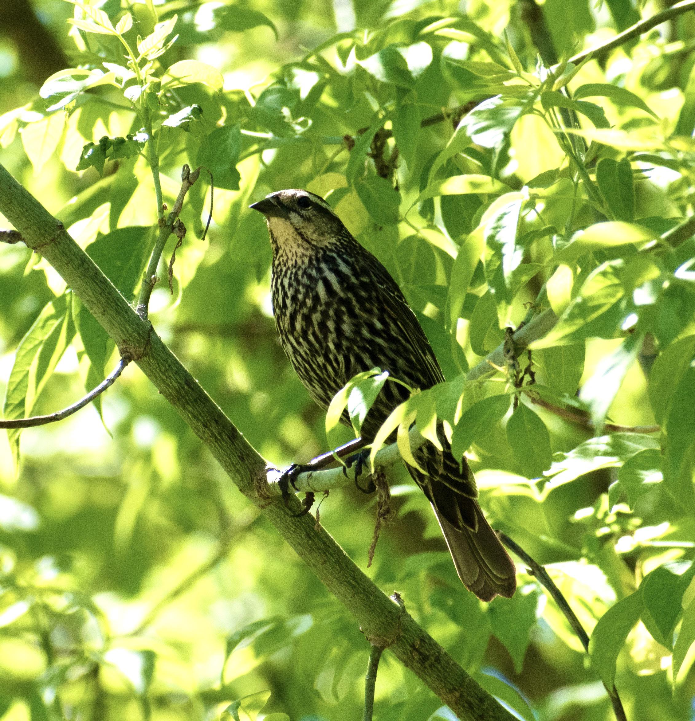 Female Red-winged Blackbird | Scrolller