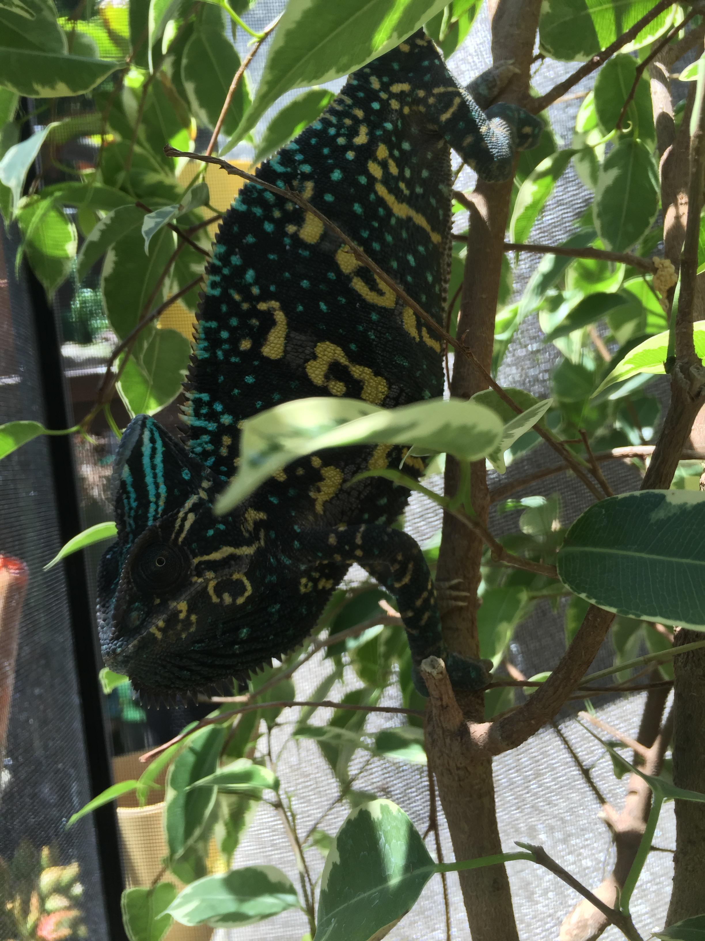 Female Veiled Chameleon expressing herself | Scrolller