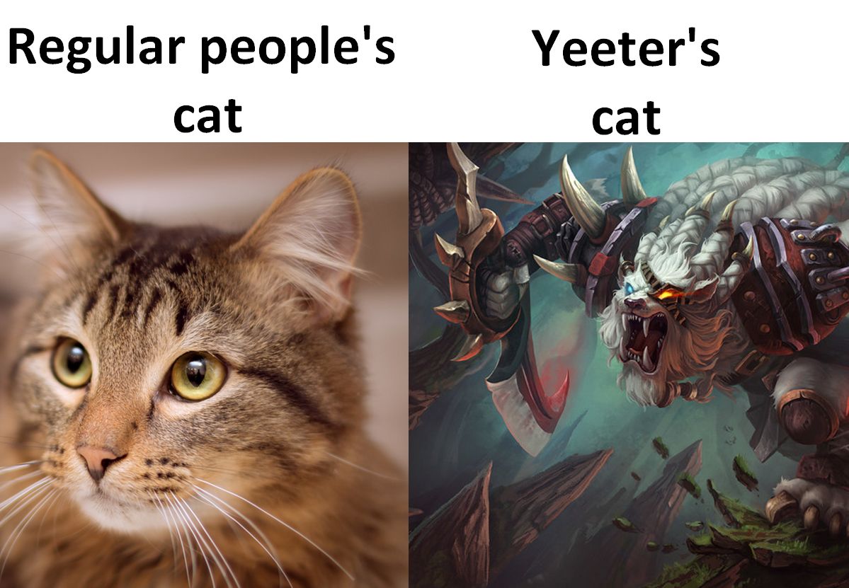 Feral Cat | Scrolller