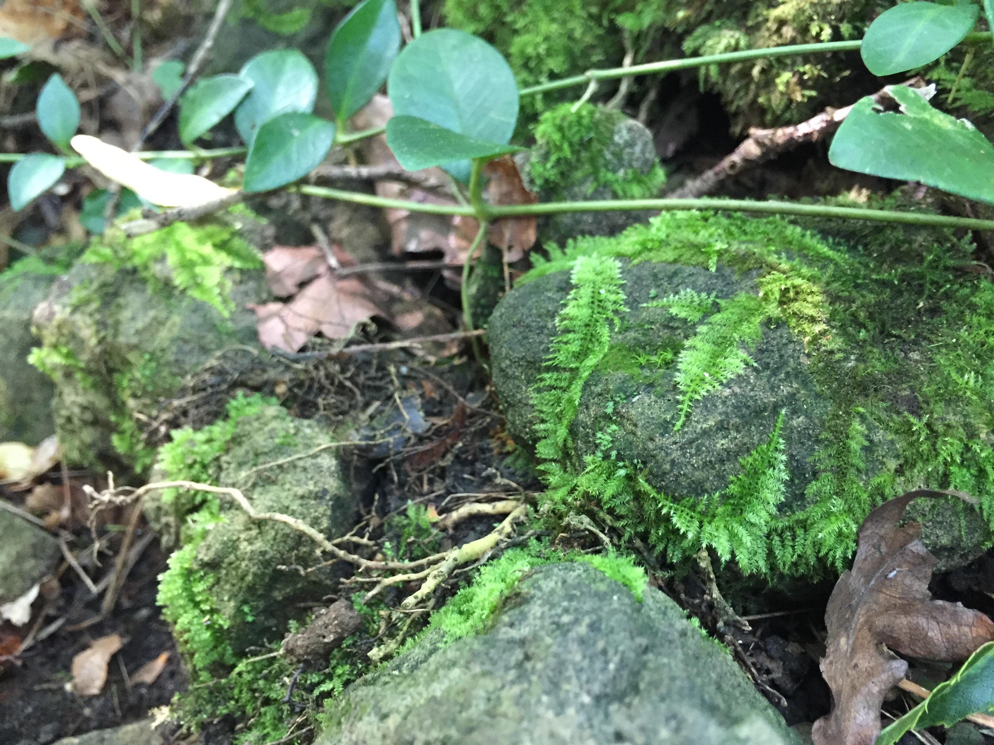 fern moss on rocks | Scrolller
