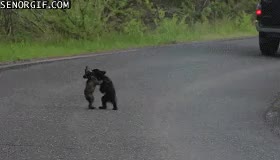 Ferocious bears fighting. | Scrolller