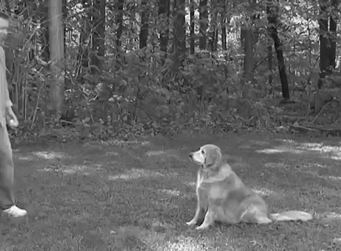 Fetch your own balls. I know what you did with mine. | Scrolller