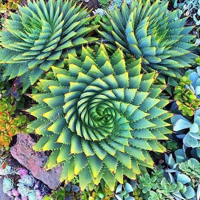 Fibonacci Succulent | Scrolller
