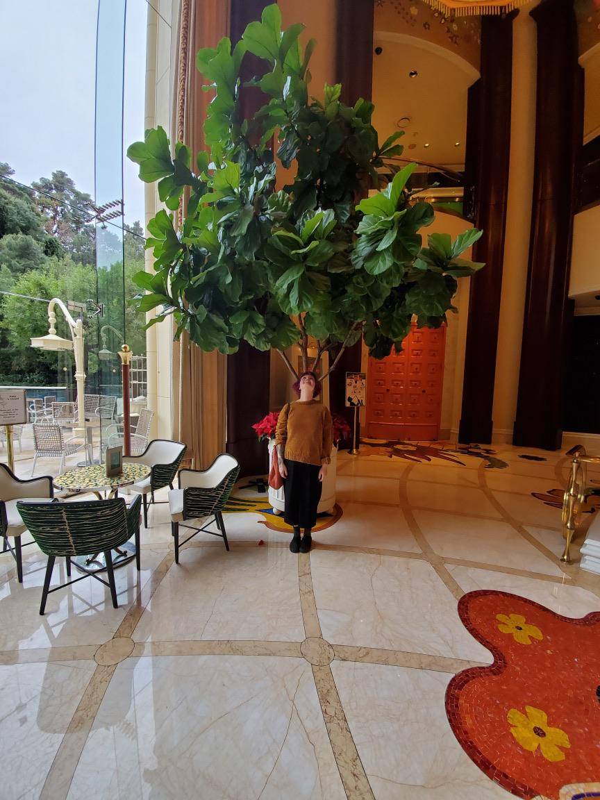 Fiddle leaf fig tree in Las Vegas. 5’3” me for scale. | Scrolller