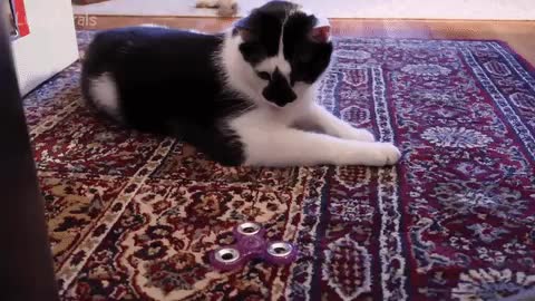 Fidget spinner startle | Scrolller