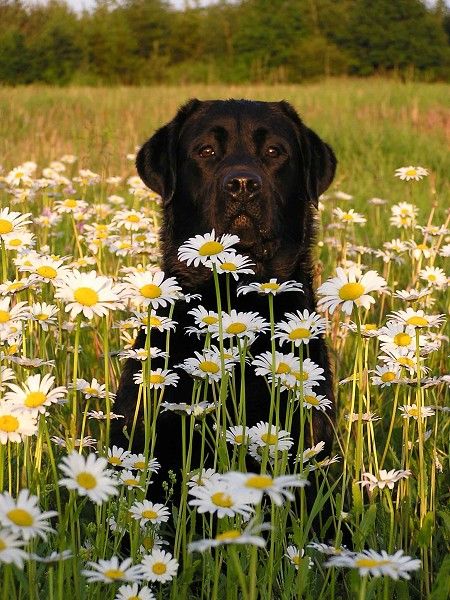 Field of Flowers | Scrolller