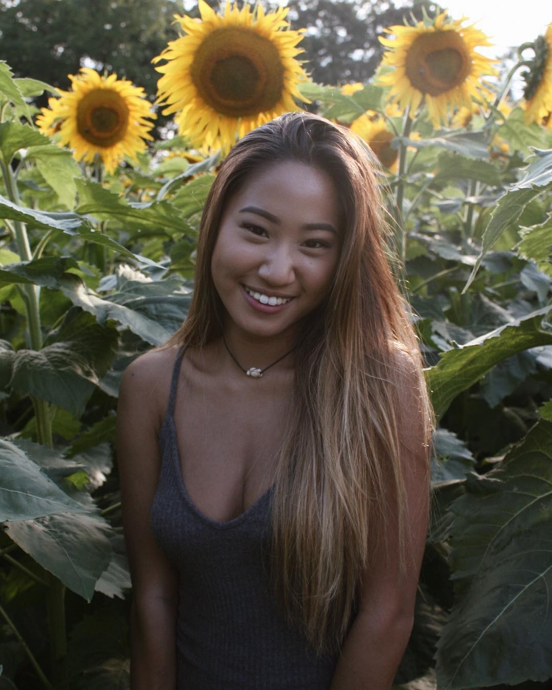 Field Of Sunflowers | Scrolller