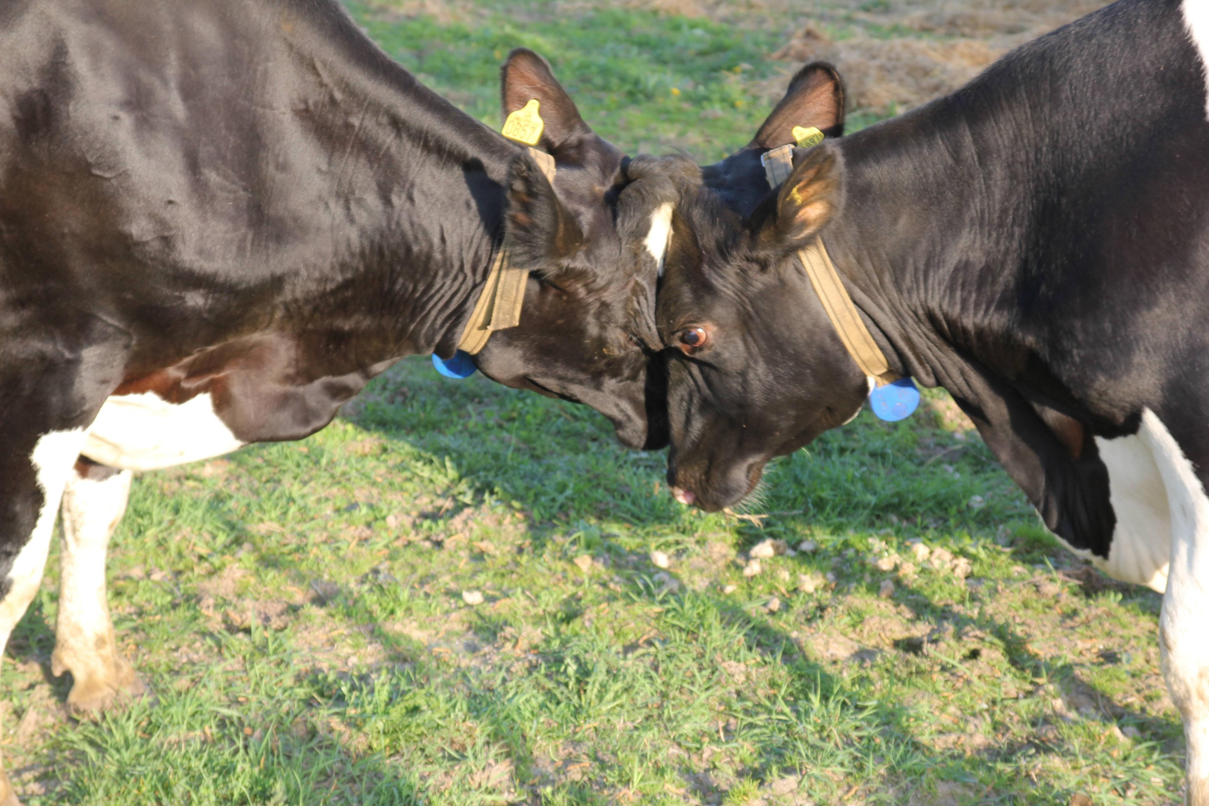 fighting | Scrolller