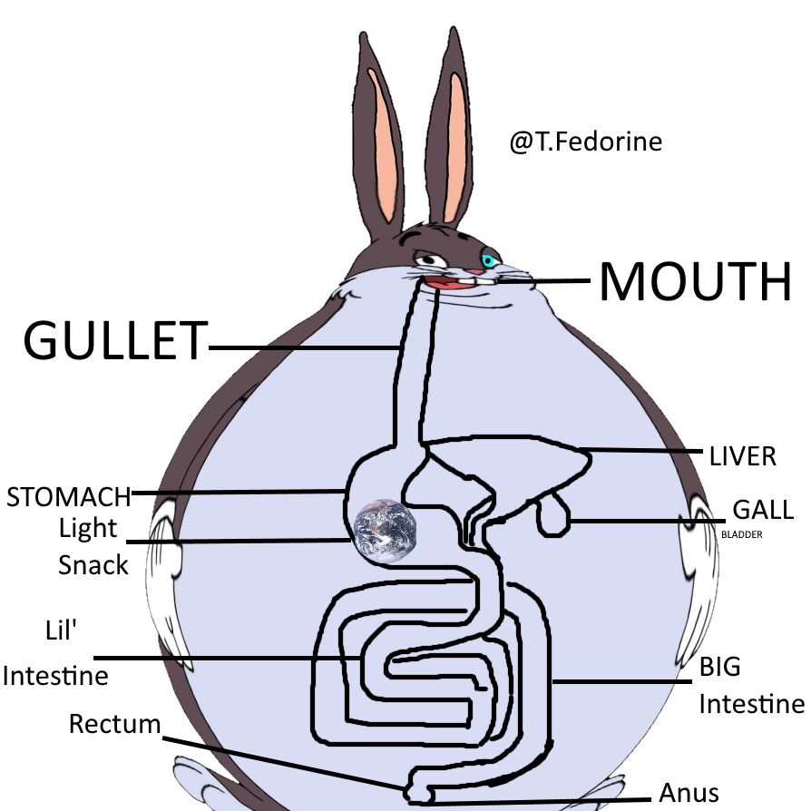 Finally, a well-labelled diagram of the rabbit digestive system | Scrolller