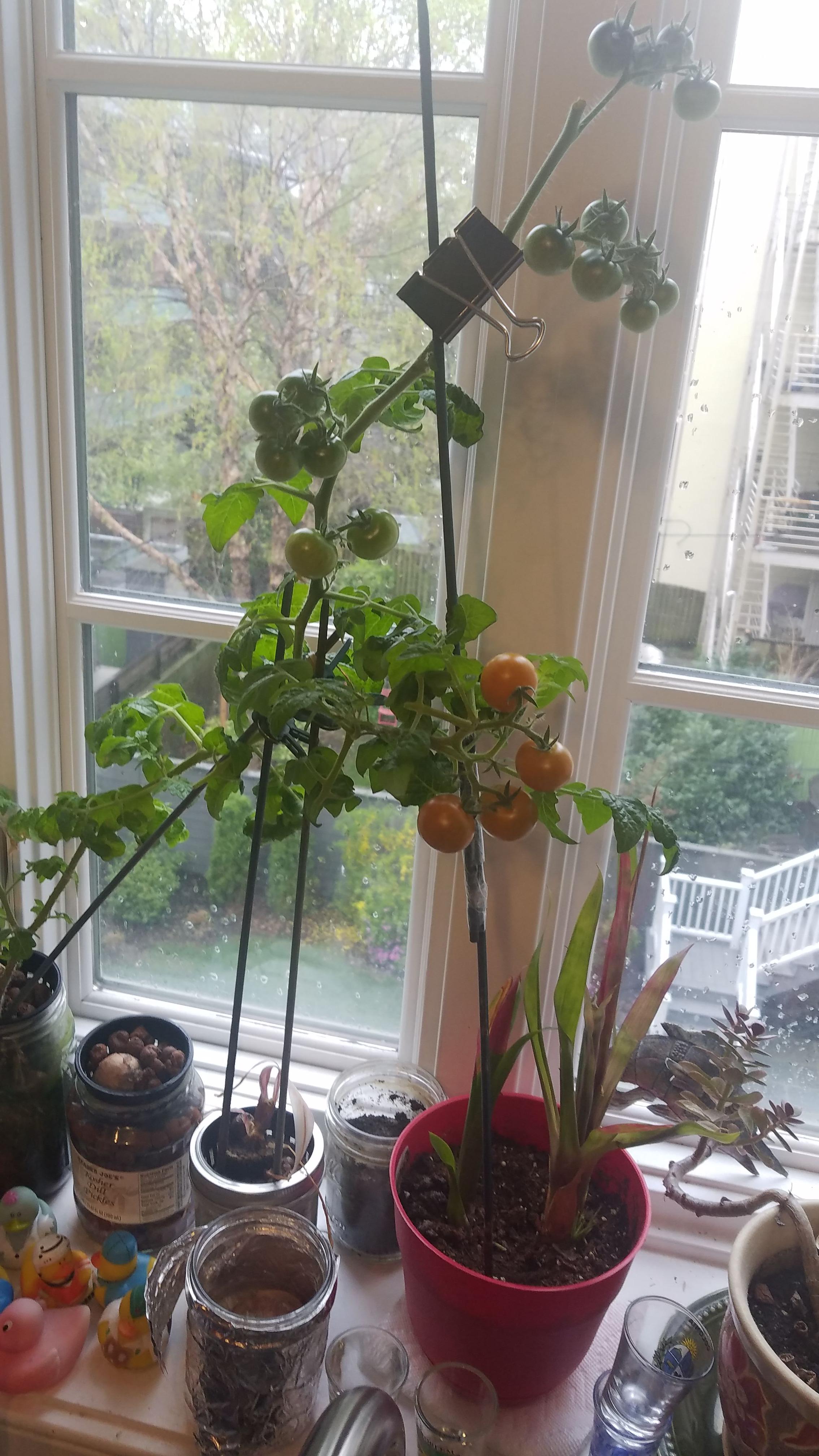 Finally after many failed attempts... | Scrolller