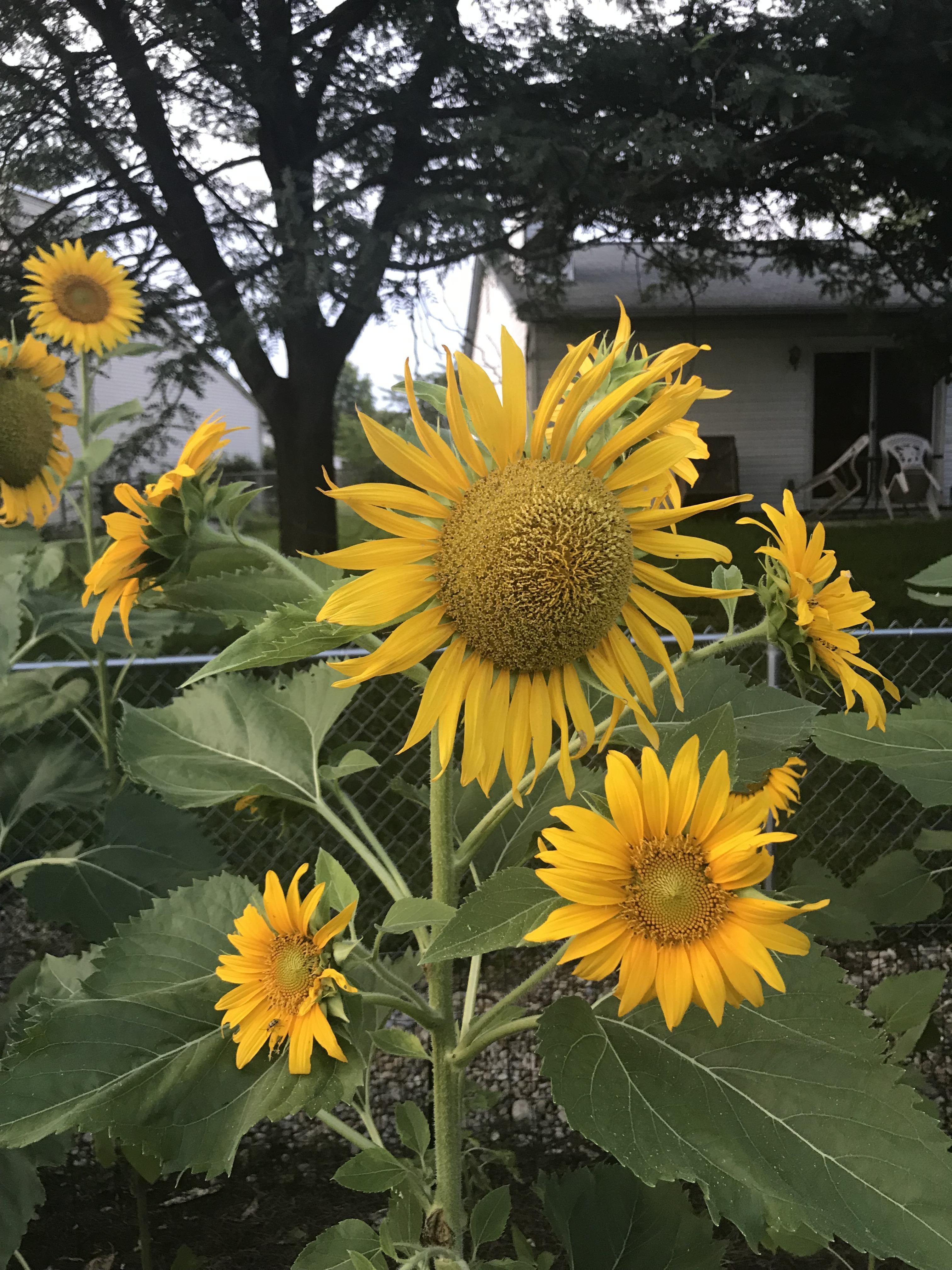 Finally blooming | Scrolller