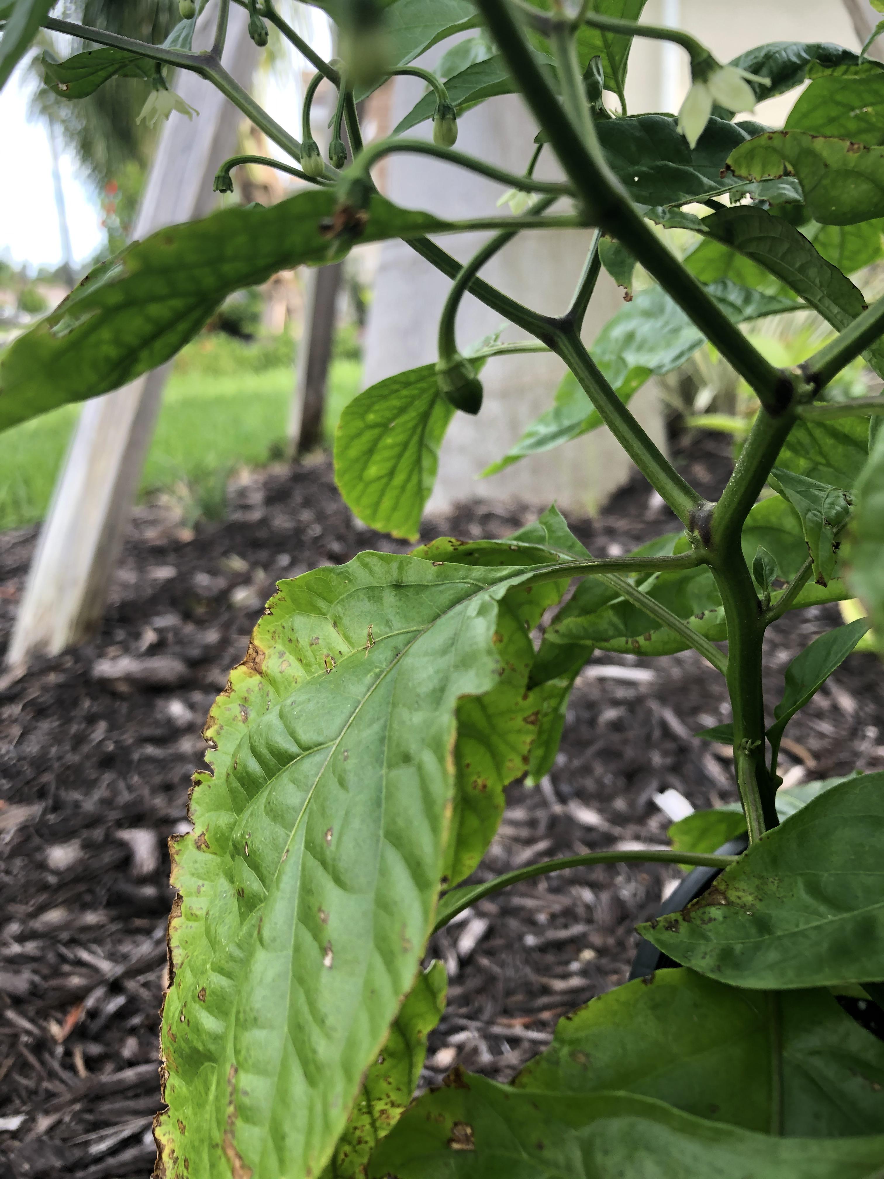 Finally first ghost pepper started to grow. | Scrolller
