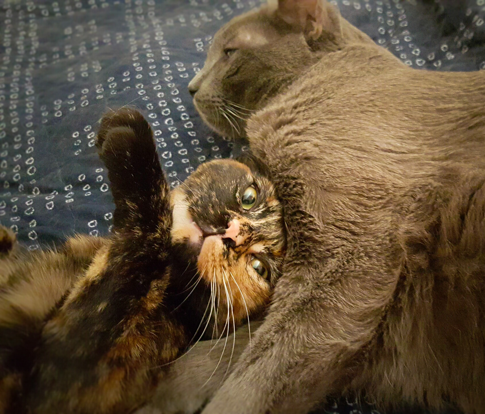 Finally getting along . . . | Scrolller