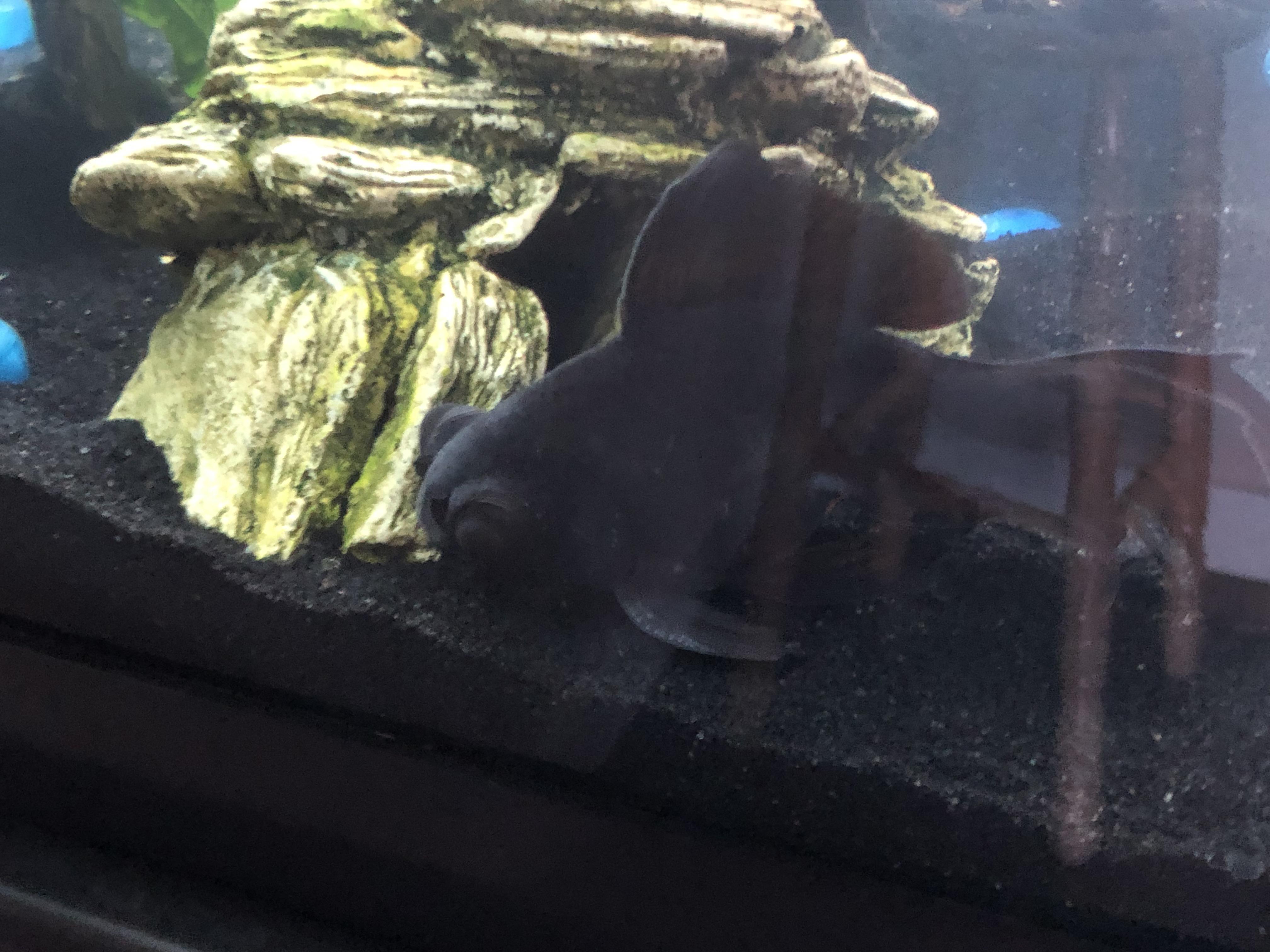 Finally got a rare pic of Munty sleeping, the lil angel :) | Scrolller