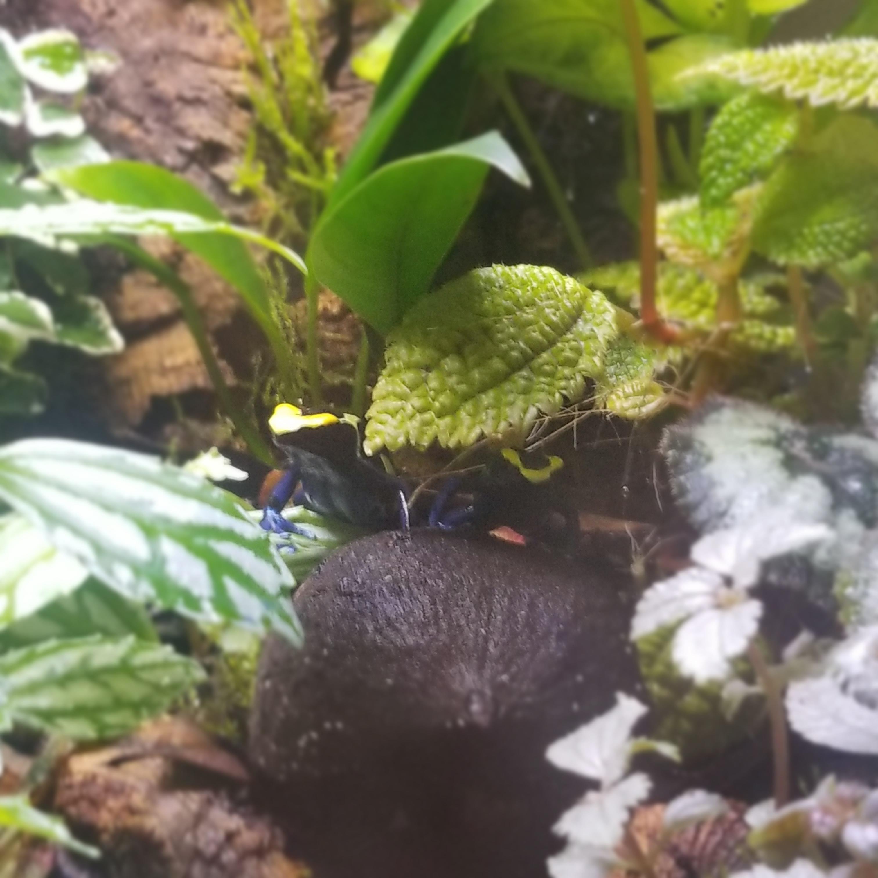 Finally got some frogs! | Scrolller