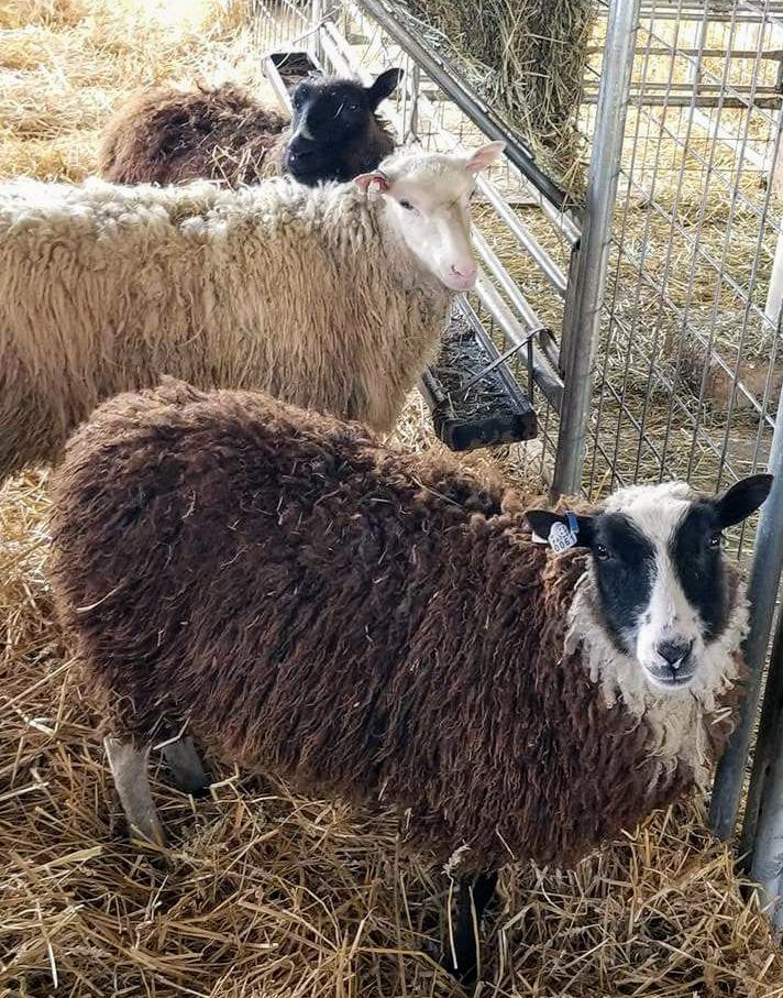 Finnsheep | Scrolller