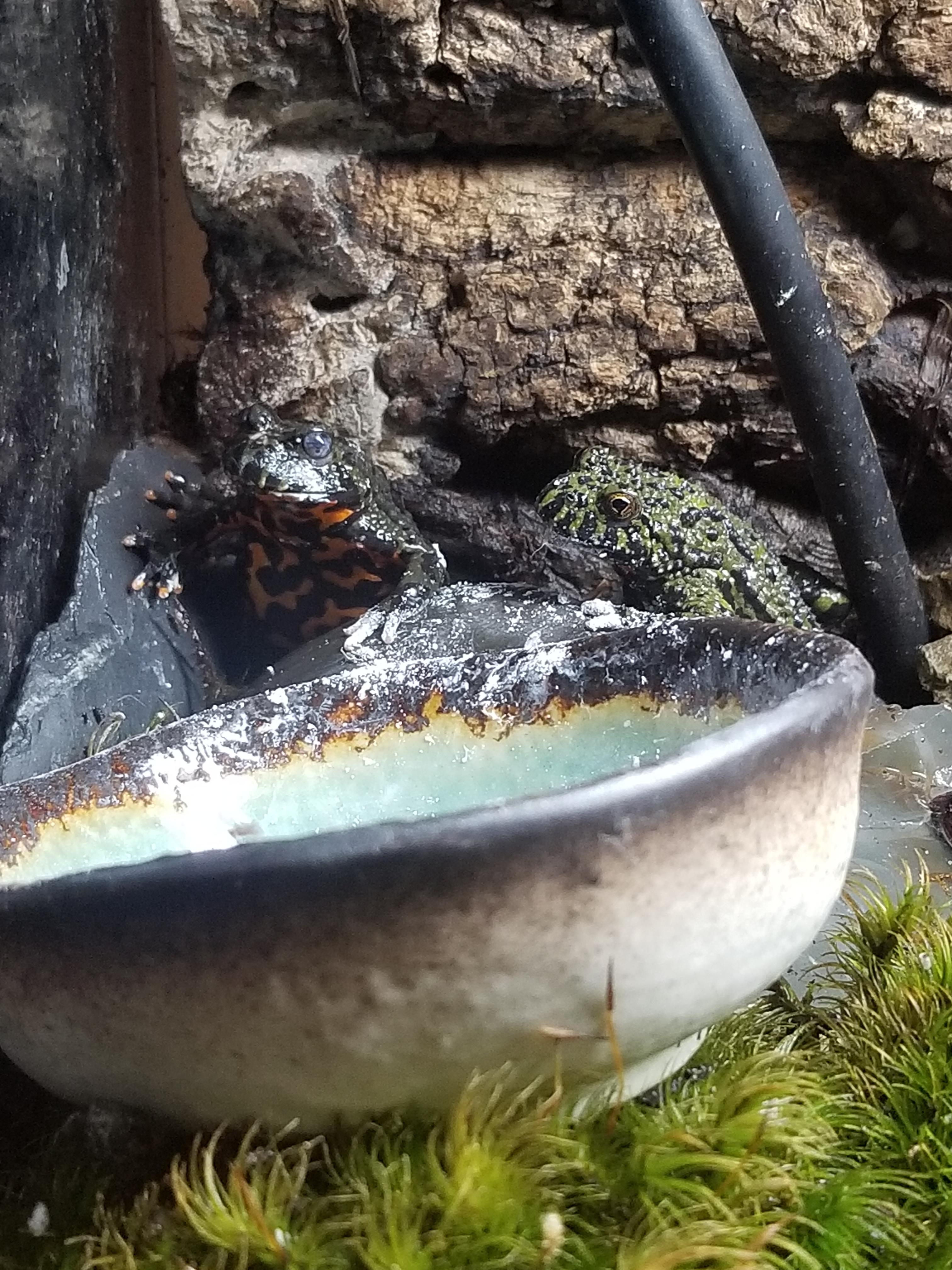 Fire bellies in over their heads on a calcium powder bender! | Scrolller