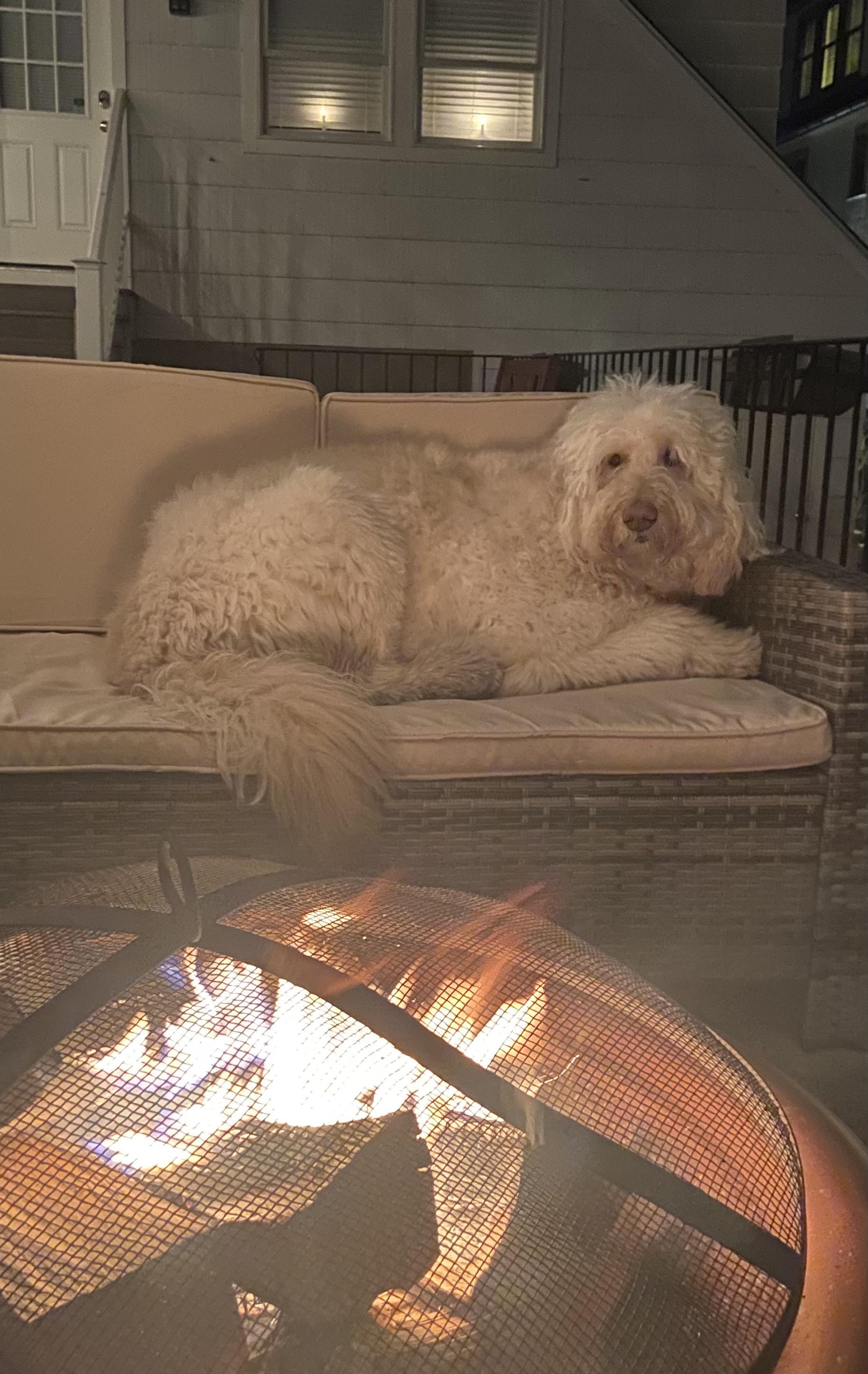 Fire Doggo | Scrolller