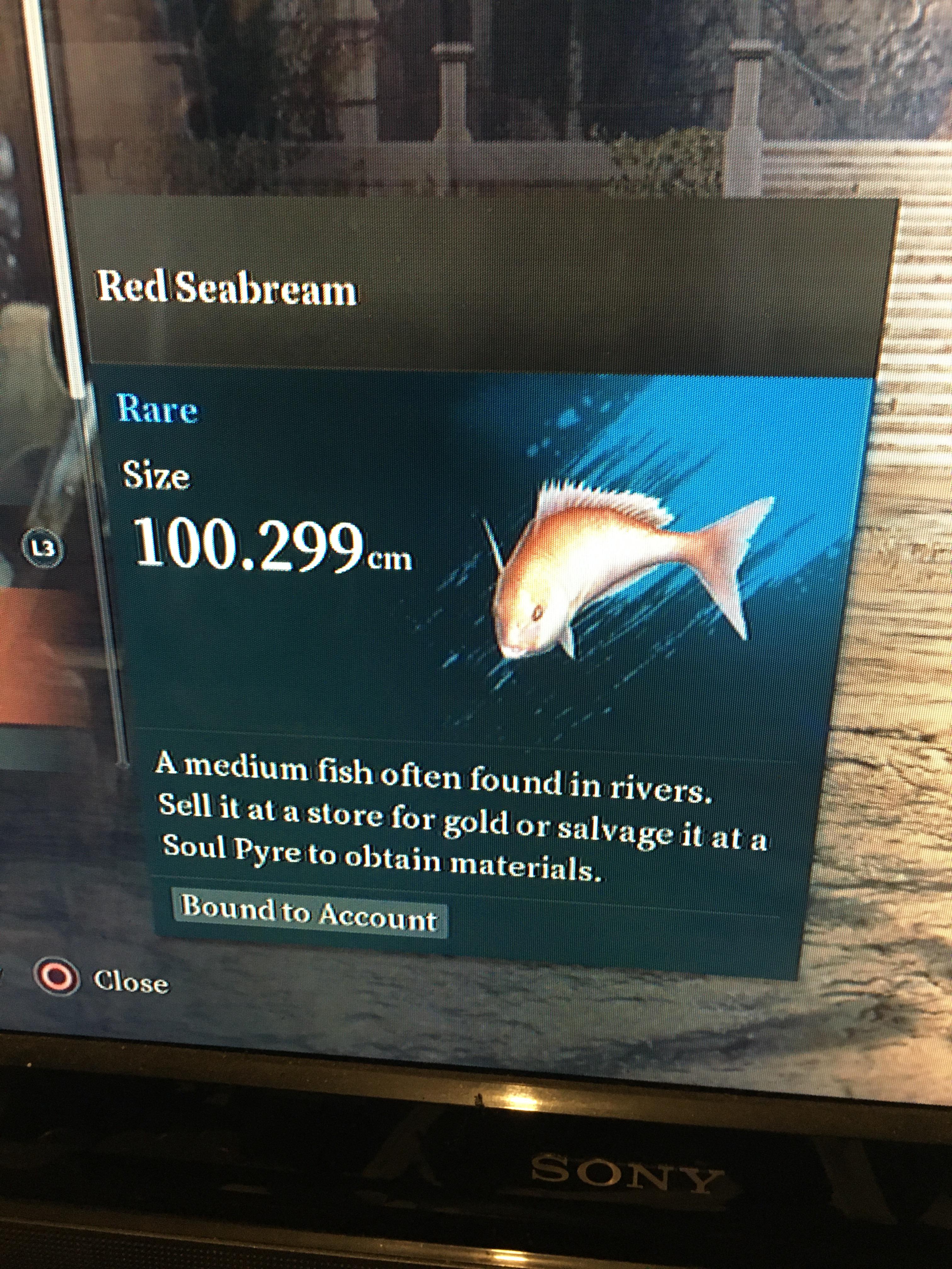 First 100cm fish caught! | Scrolller