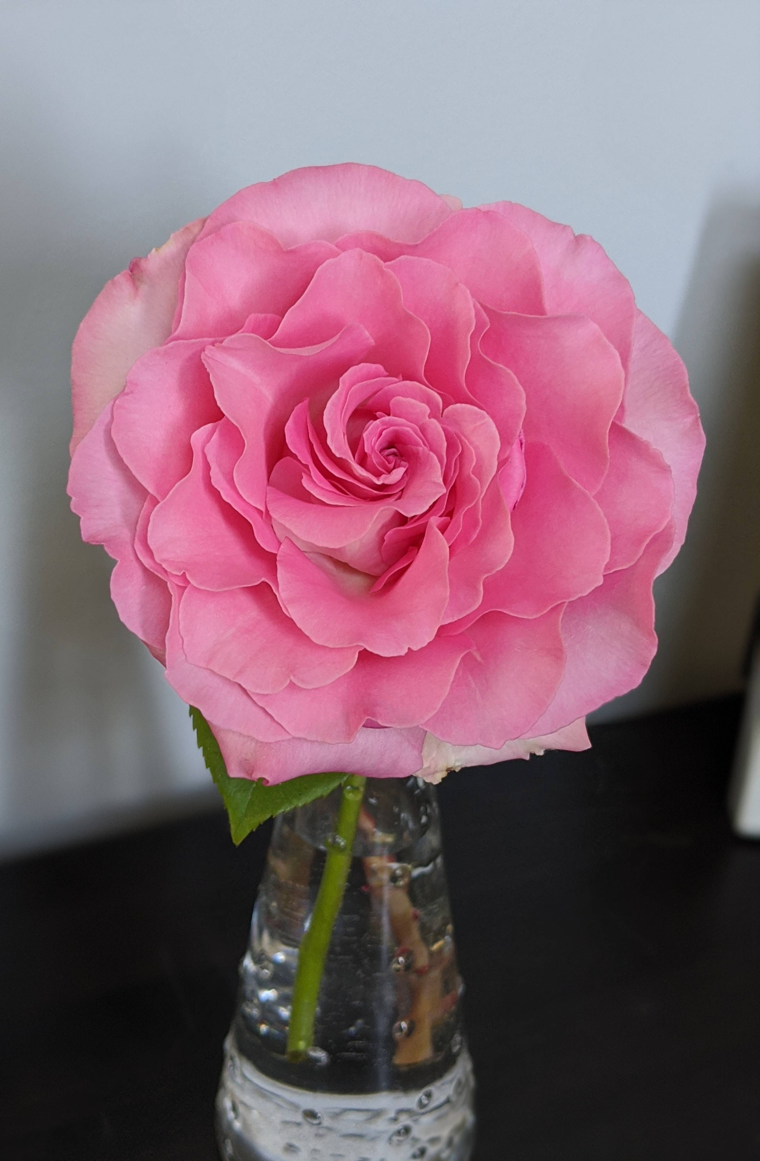 First "Beverly" bloom of the season. | Scrolller