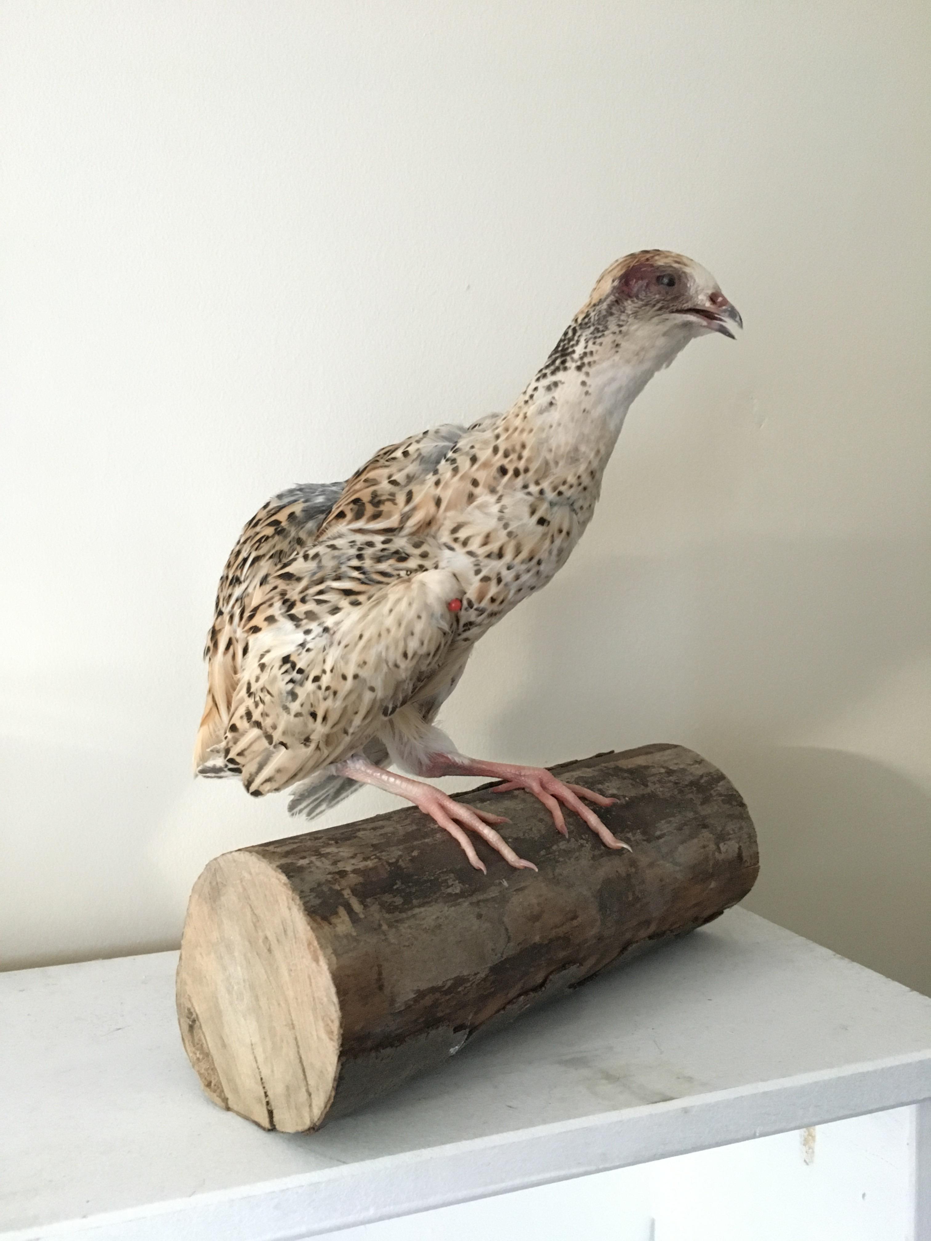 First bird, second piece of taxidermy. | Scrolller