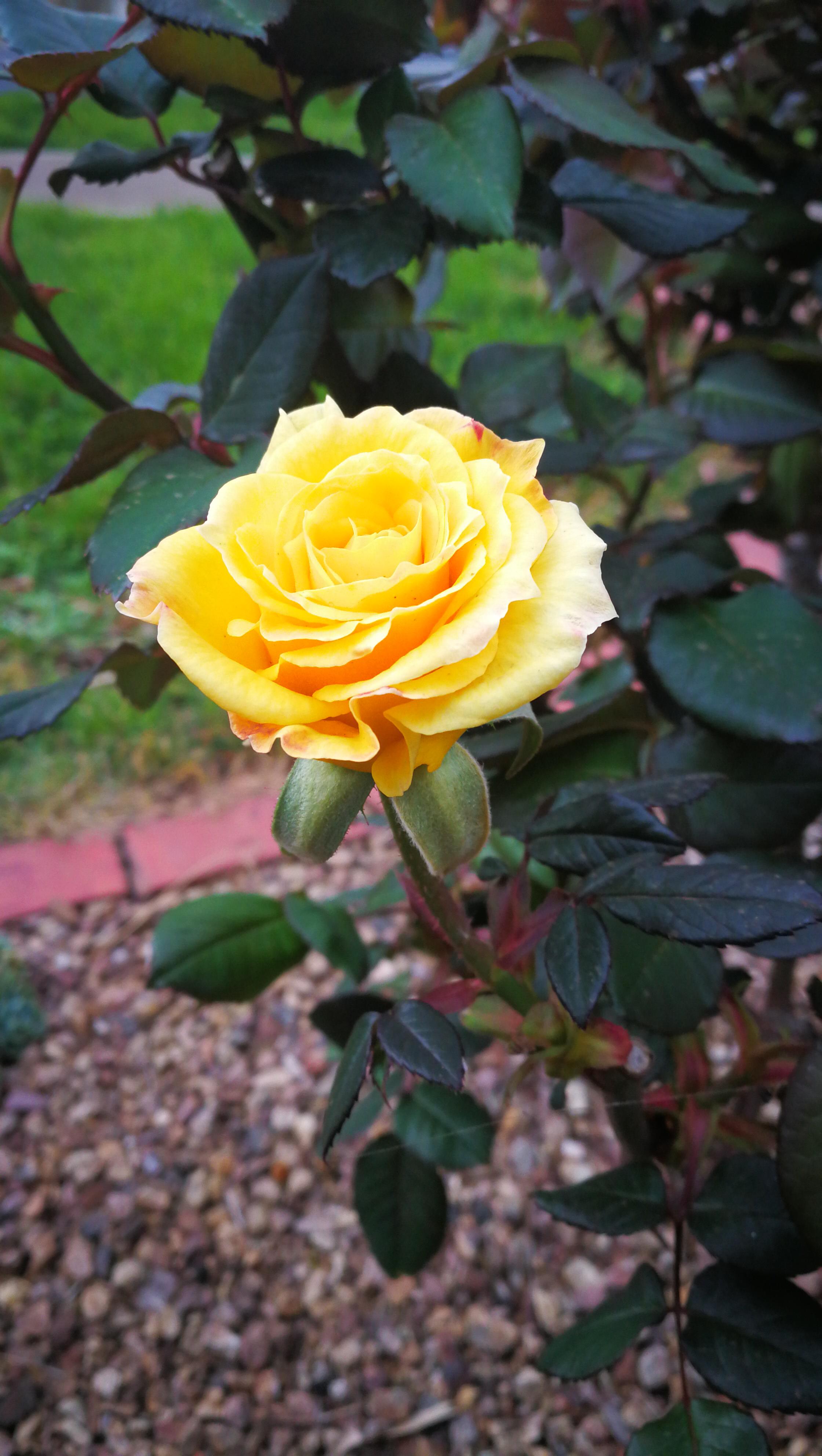 First bloom of the season. She's gorgeous. | Scrolller