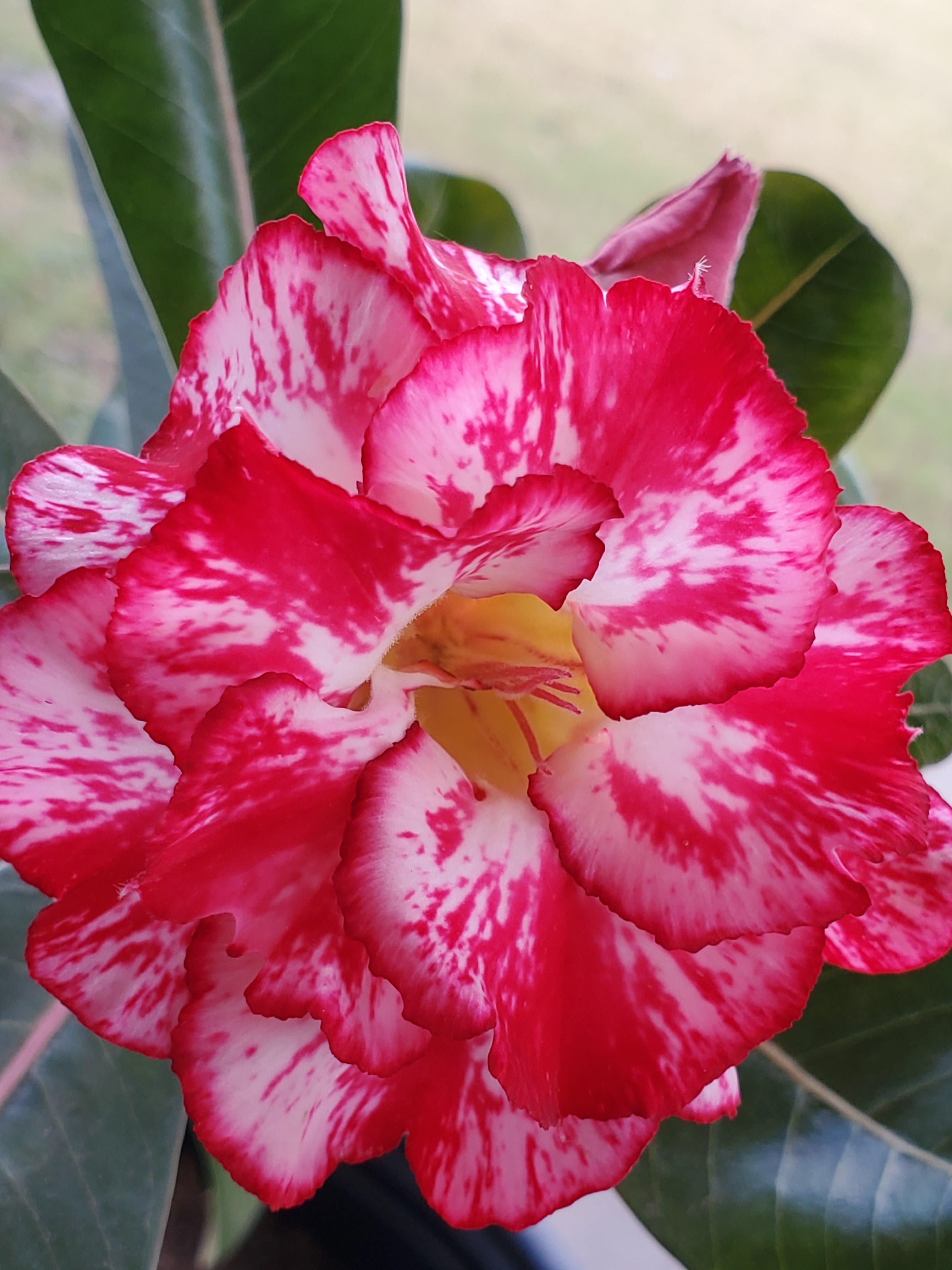 First bloom😍 | Scrolller