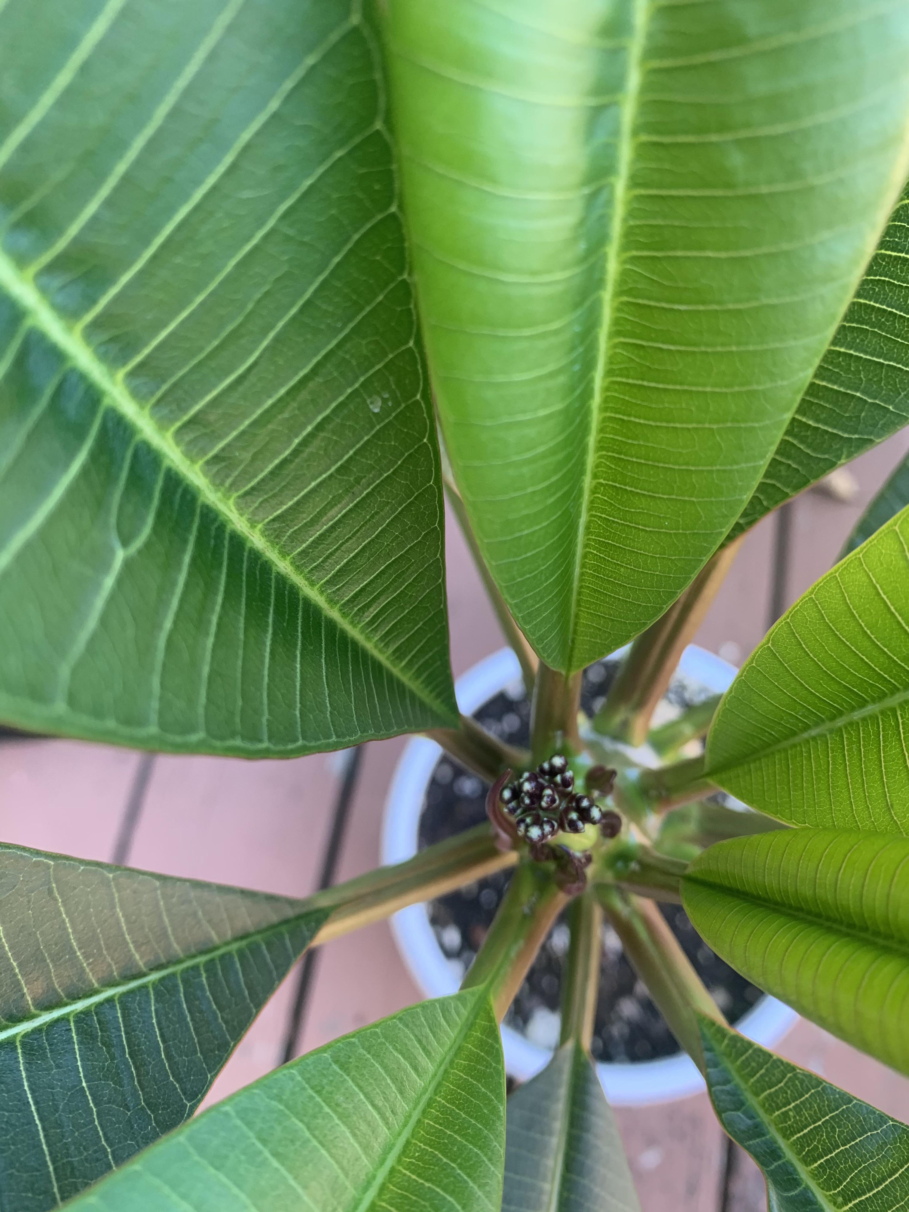 First blooms... soon!!! | Scrolller