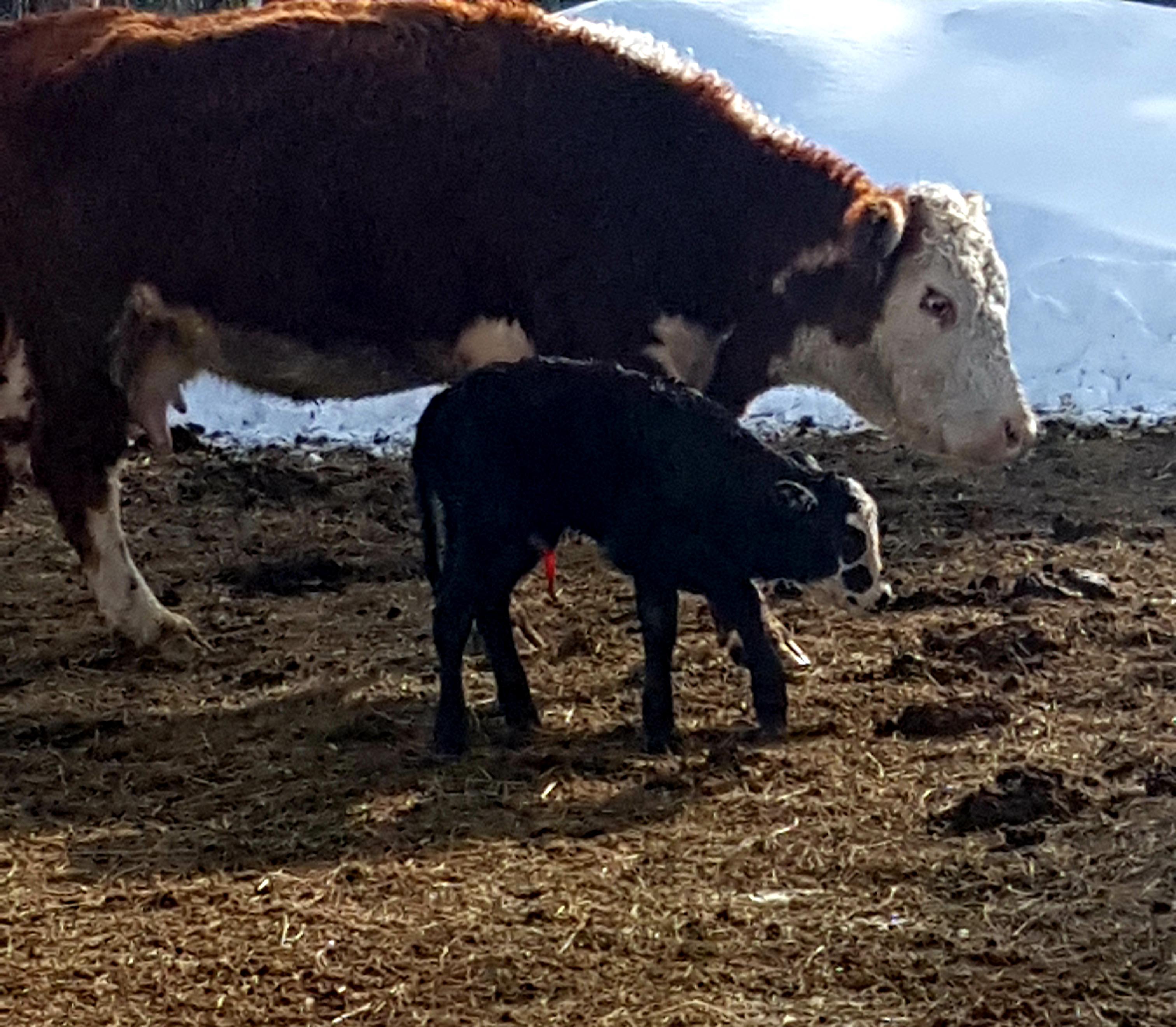First calf of 2020 | Scrolller