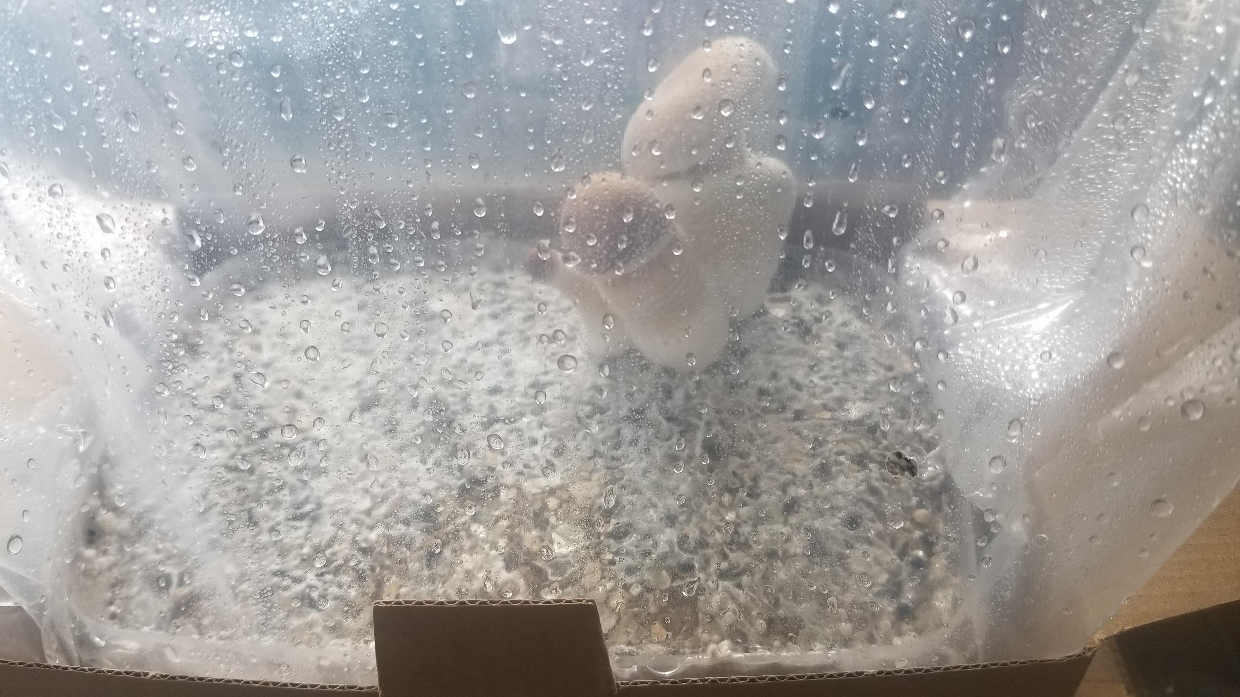 First ever grow, should I be out of the bag? Tiny heads have been dormant for days! | Scrolller