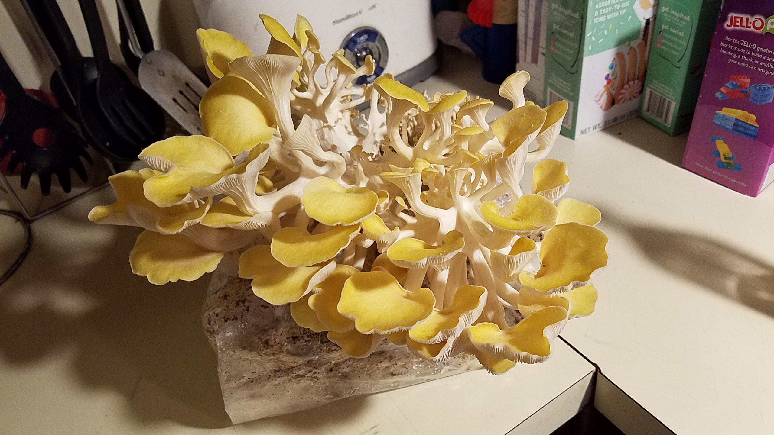 First flush growing Golden Oysters | Scrolller