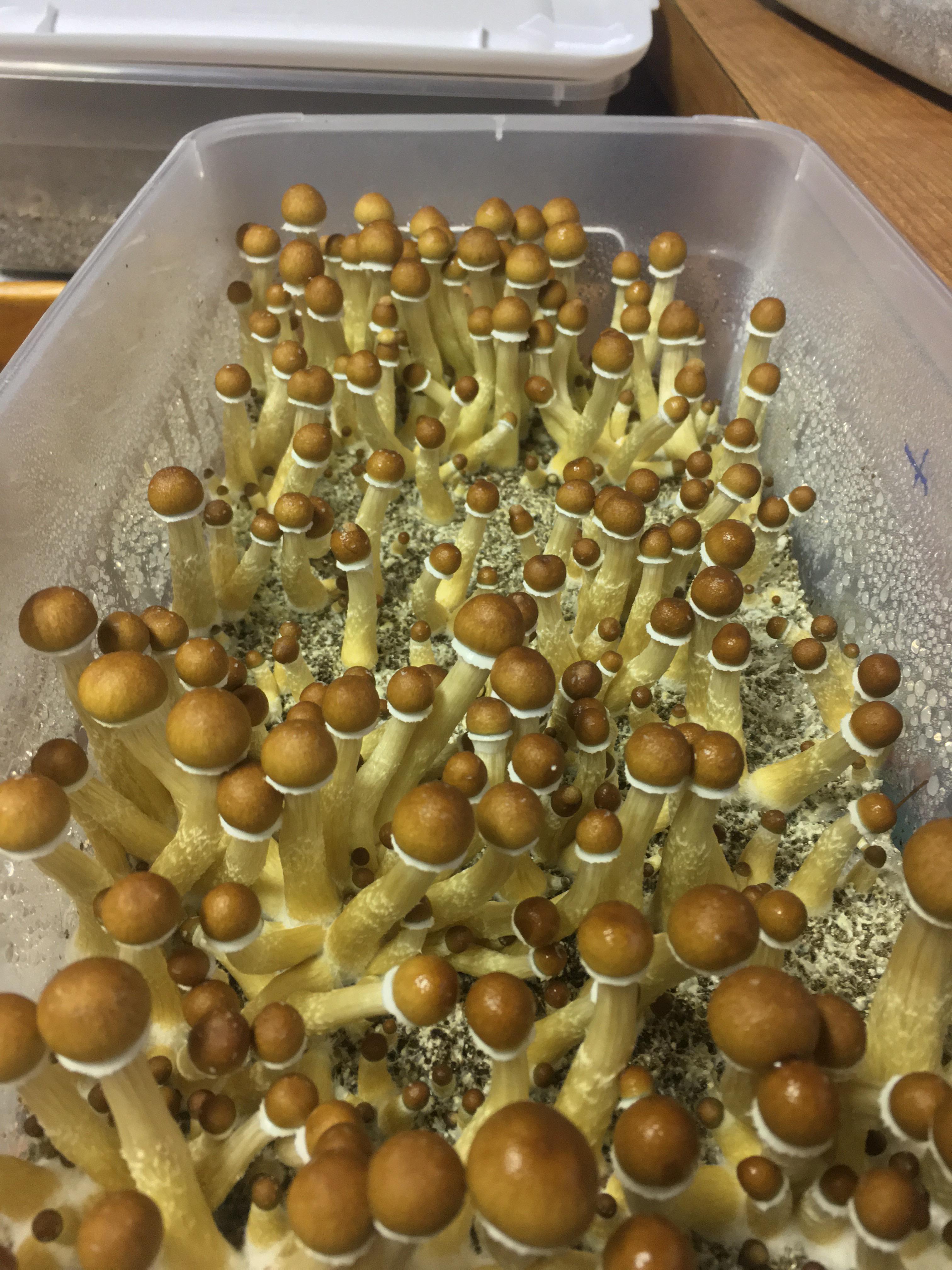 first grow tub #2 | Scrolller