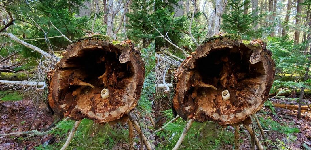 First hike of the year and had to try this log. | Scrolller