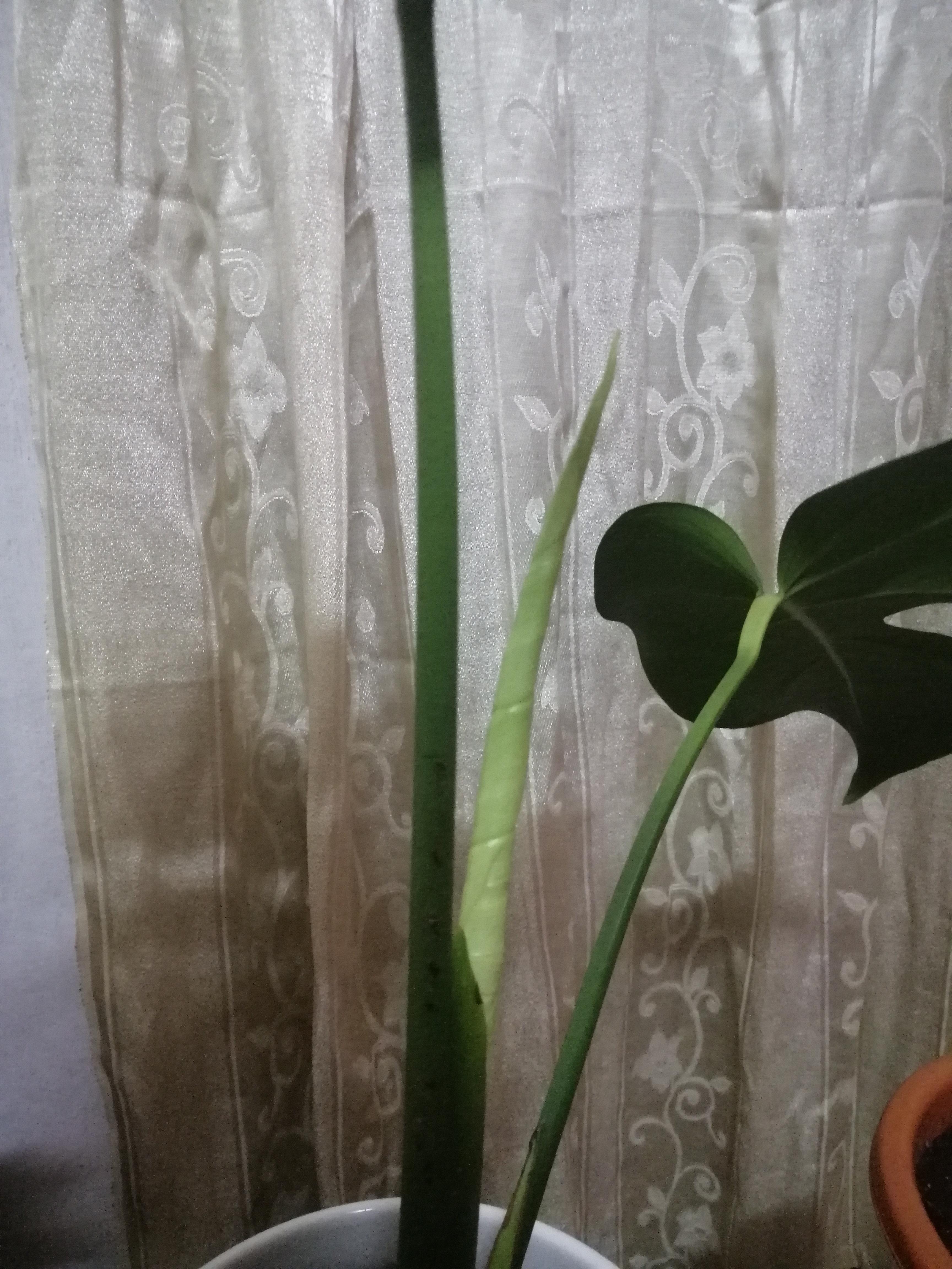 First leaf since I got my monstera baby. | Scrolller