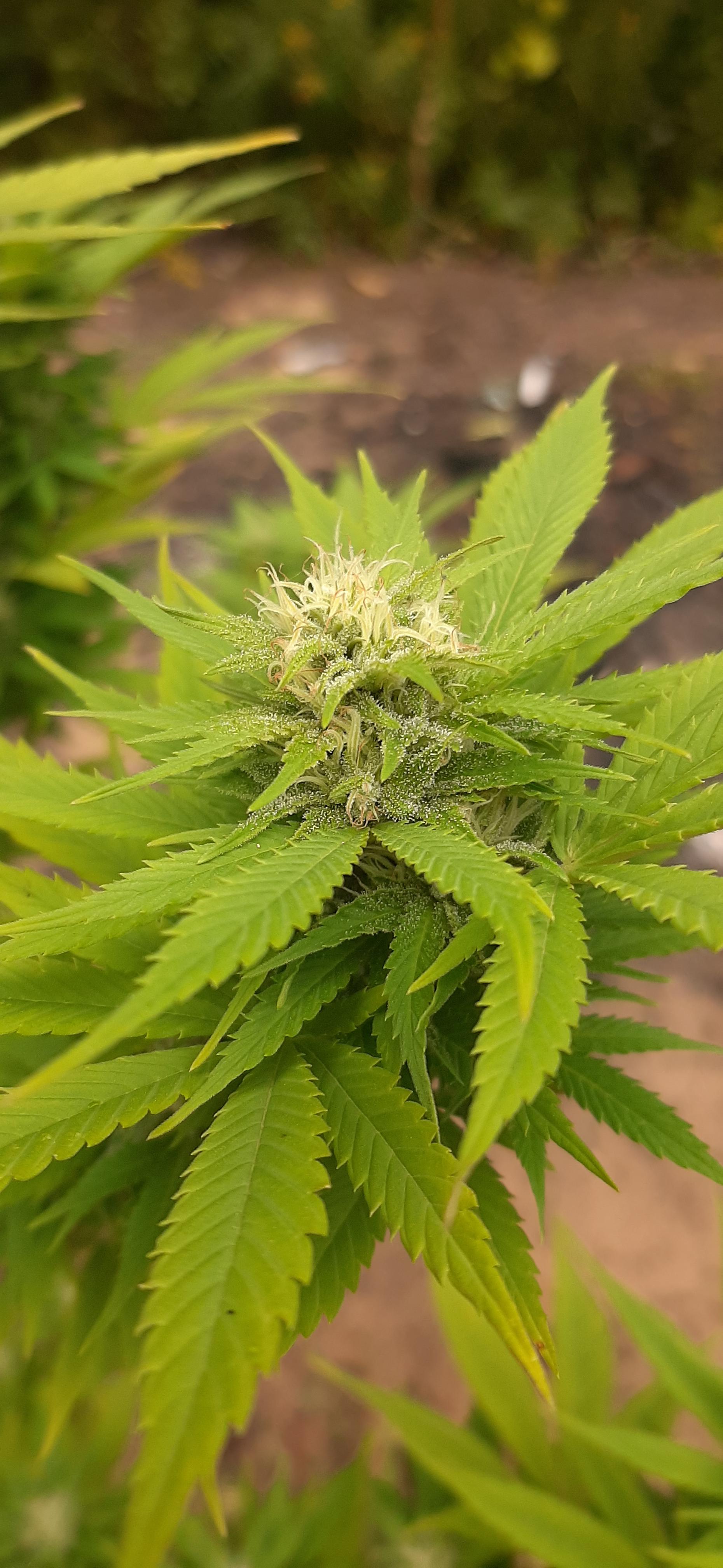 first outdoor grow, coming along. | Scrolller