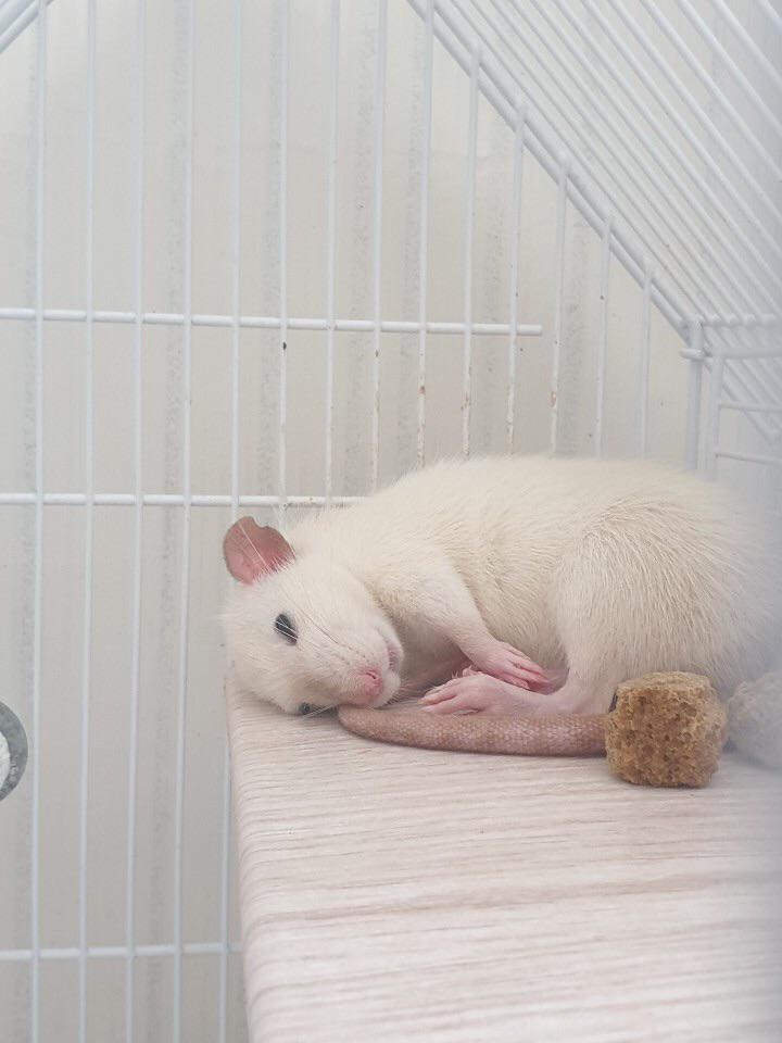 First Post! Meet Obi and her lil’ sleepy grabbies! | Scrolller