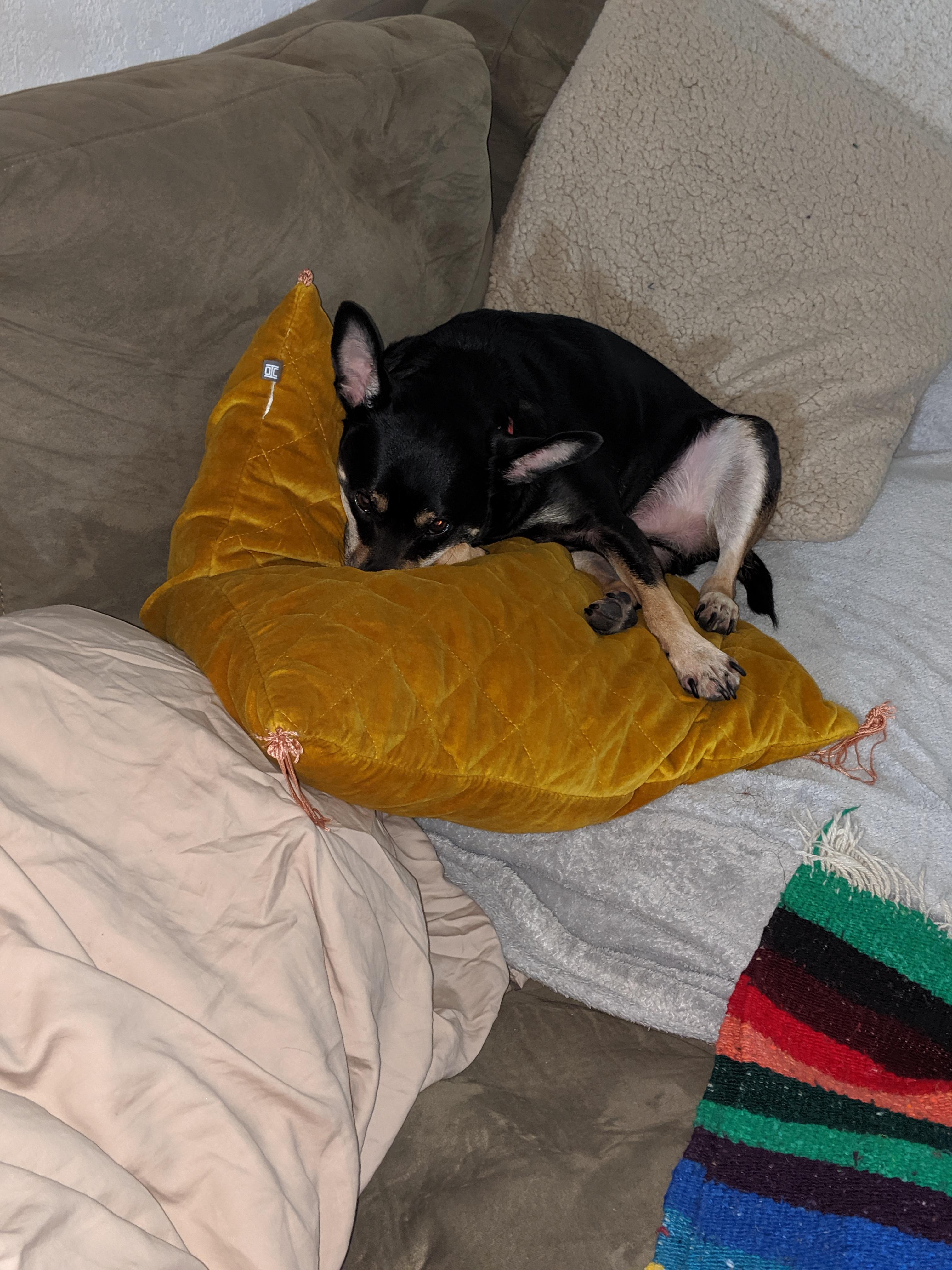 First post: meet Pablo Escobark! | Scrolller