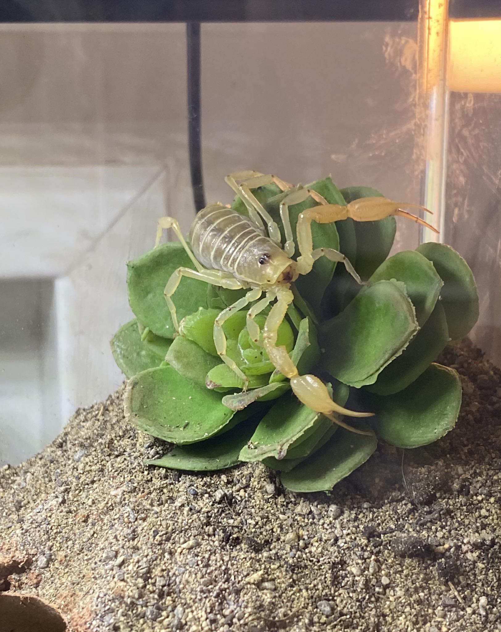 First scorpion! | Scrolller