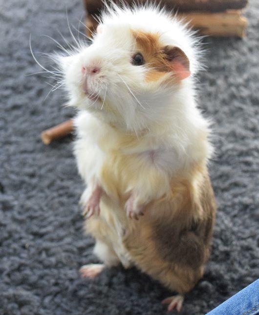 First steps | Scrolller