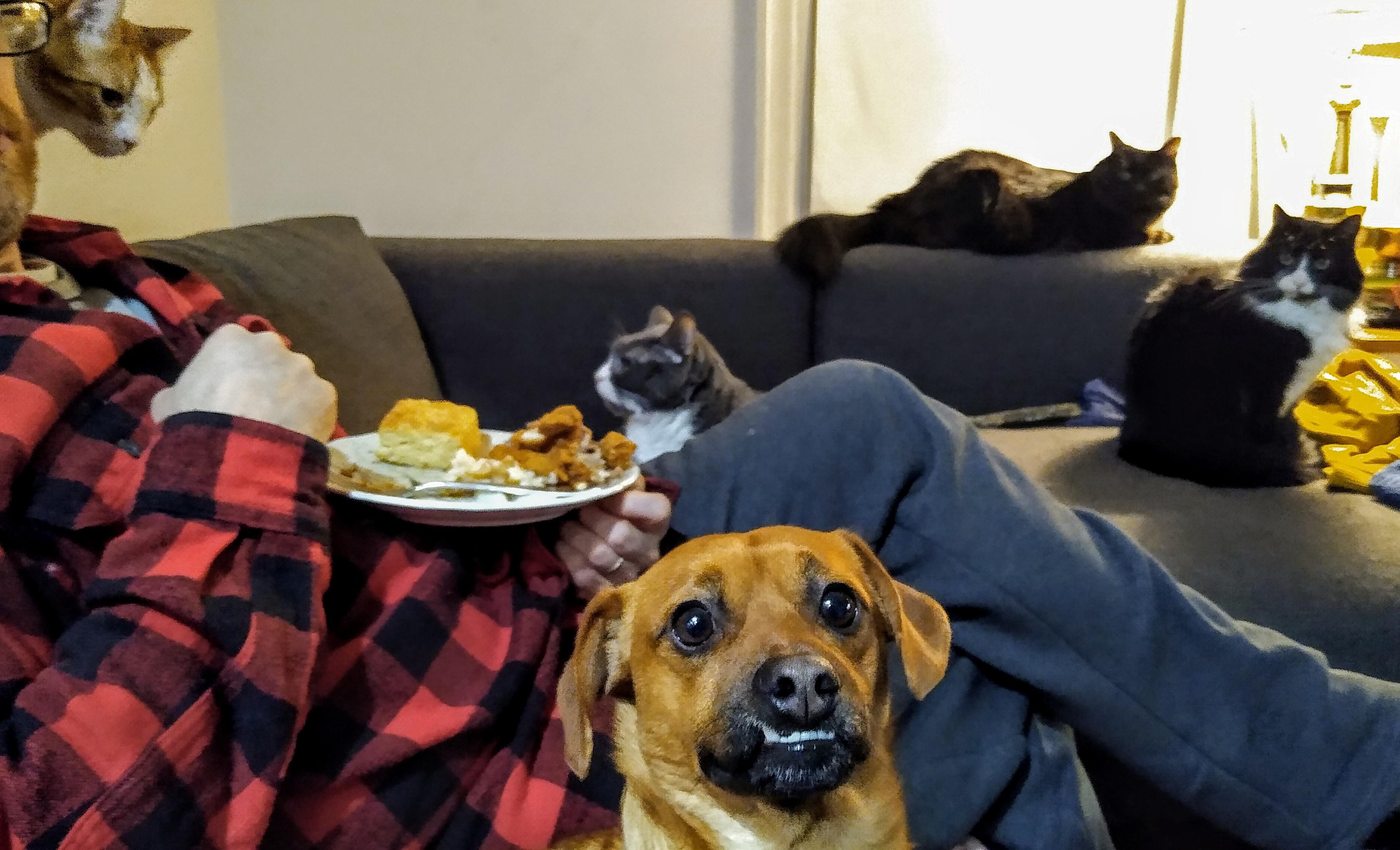 First time all 4 cats have been on the couch since we adopted a dog in November. He might be ...