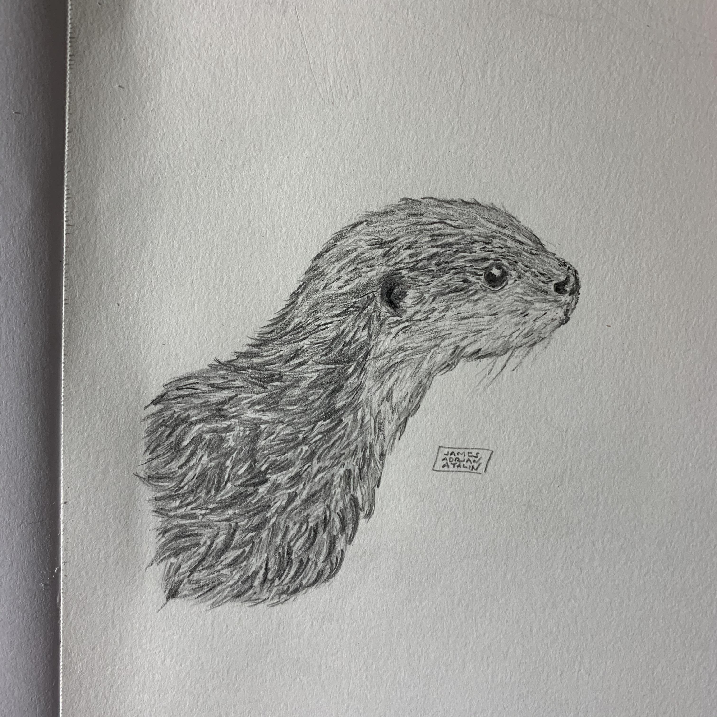 First time drawing an otter | Scrolller