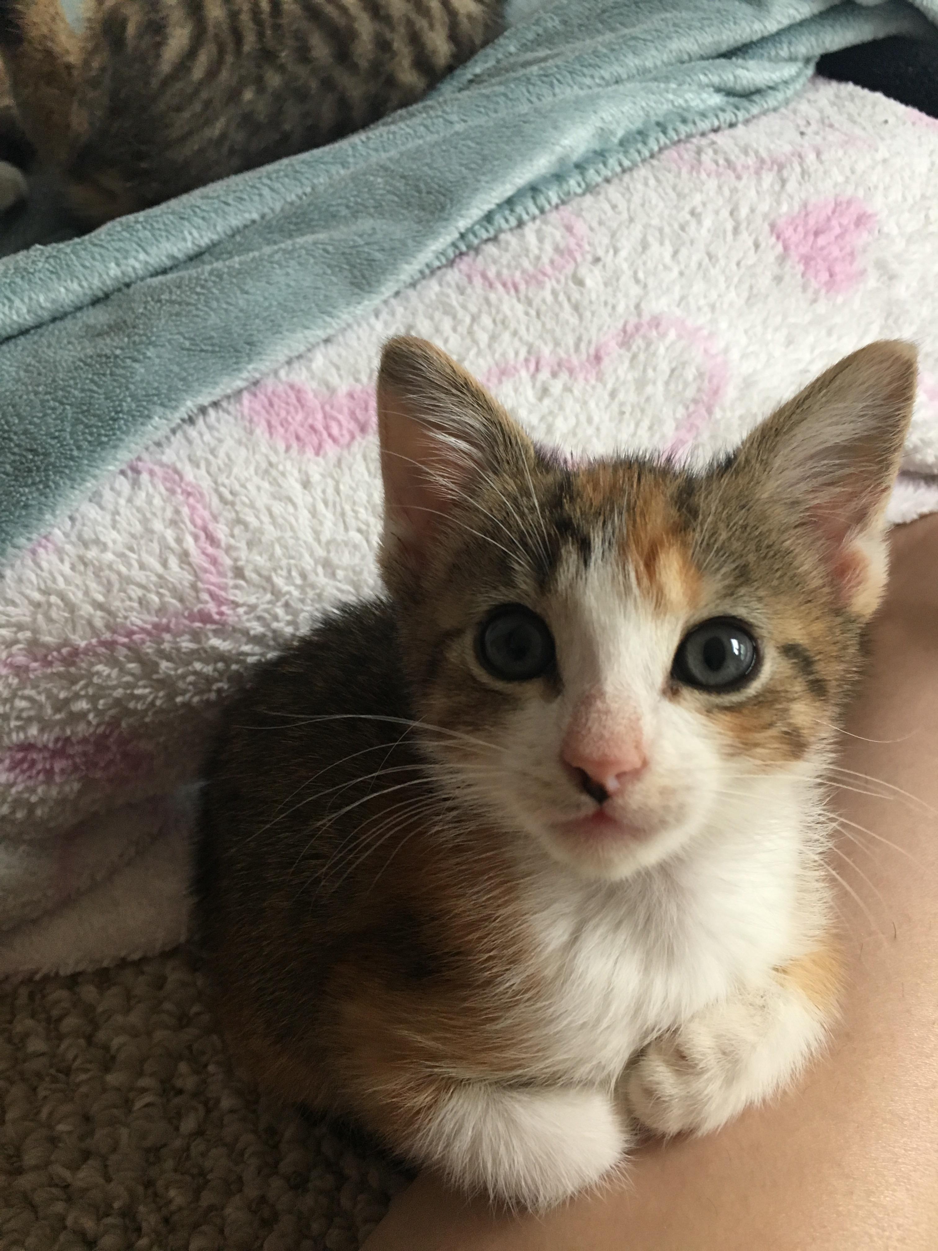 First time fostering kittens. Say hello to Clementine! | Scrolller