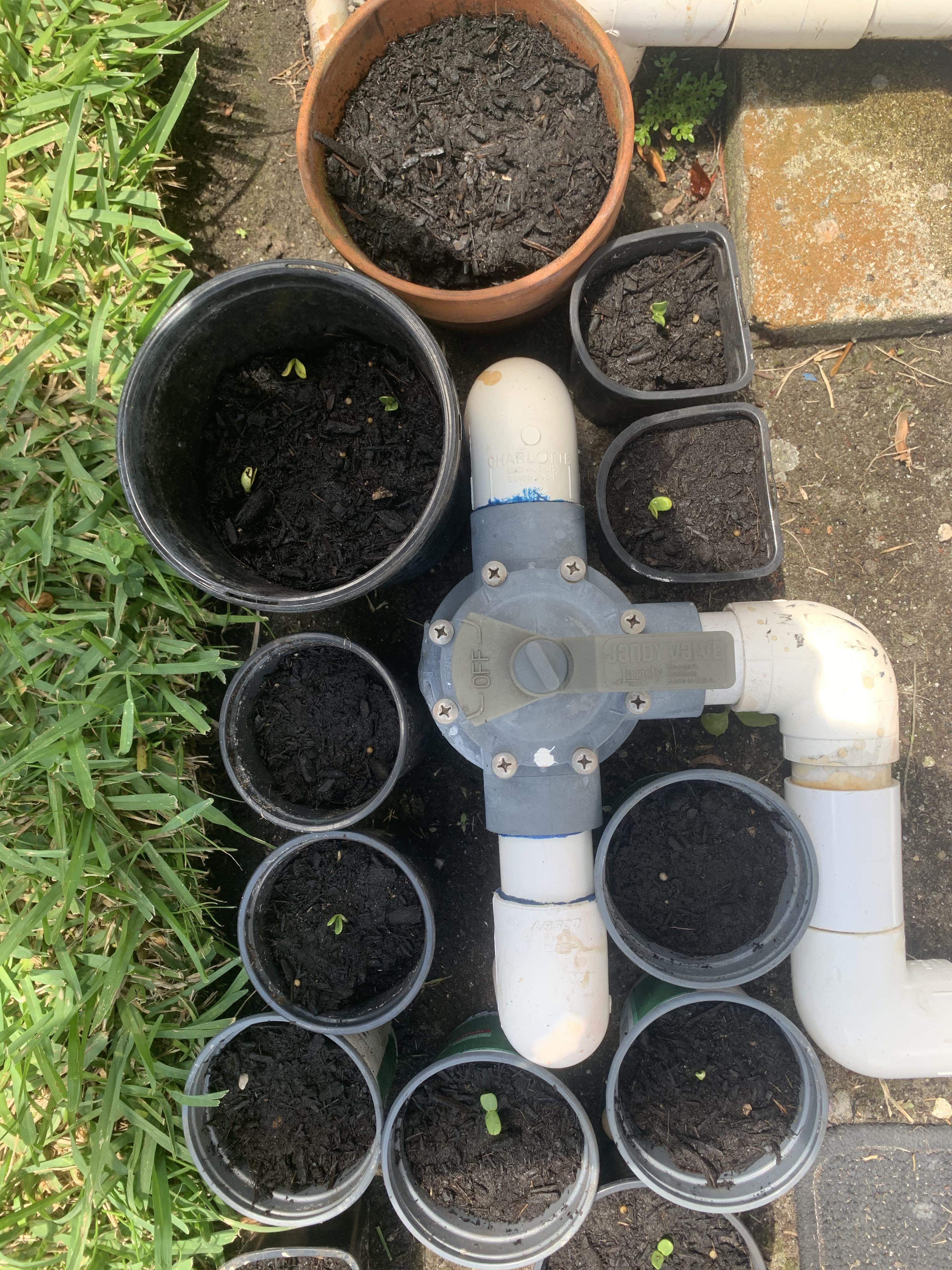 First time growing these guys | Scrolller