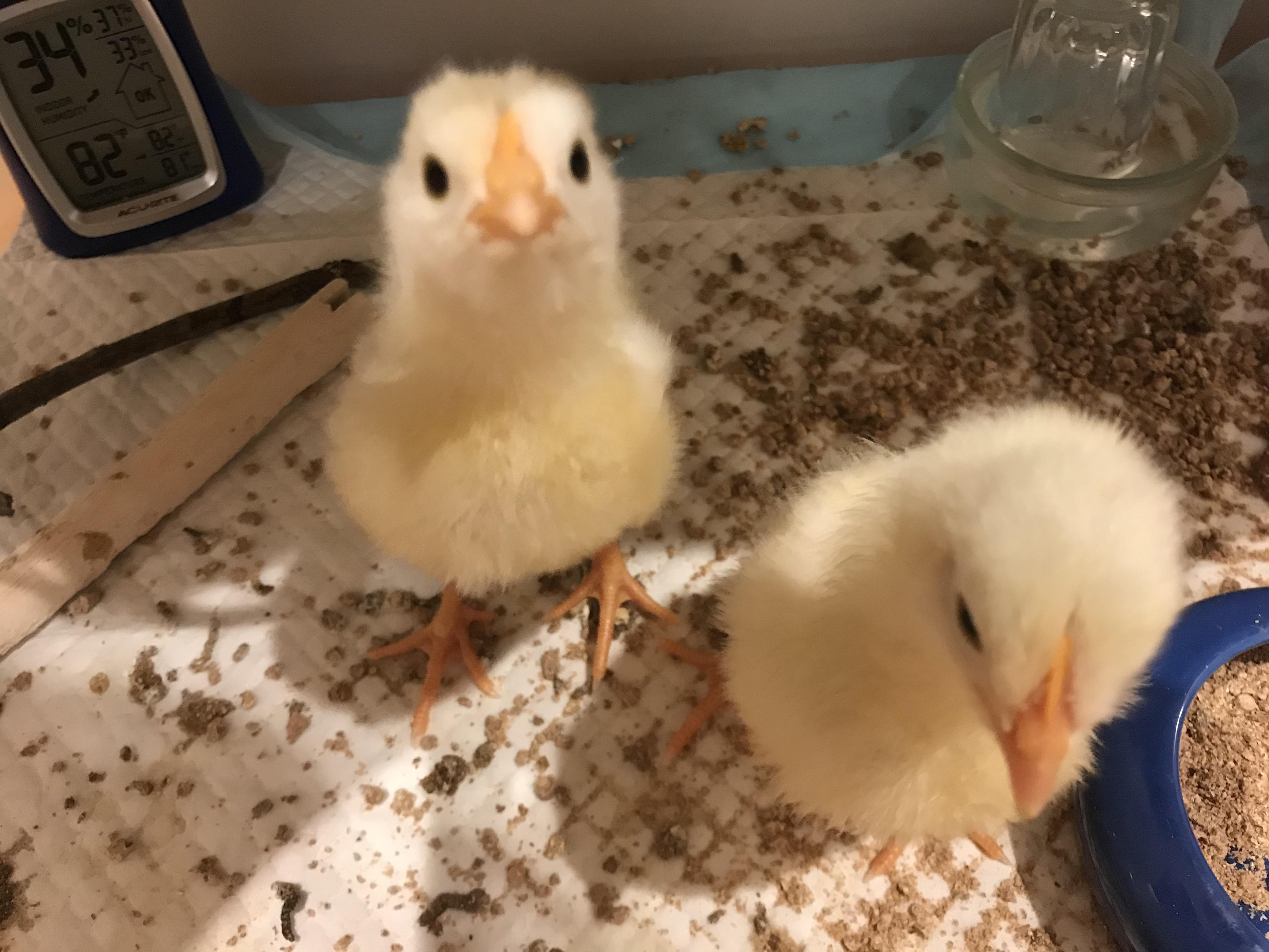 First time hatching and raising chickens. | Scrolller