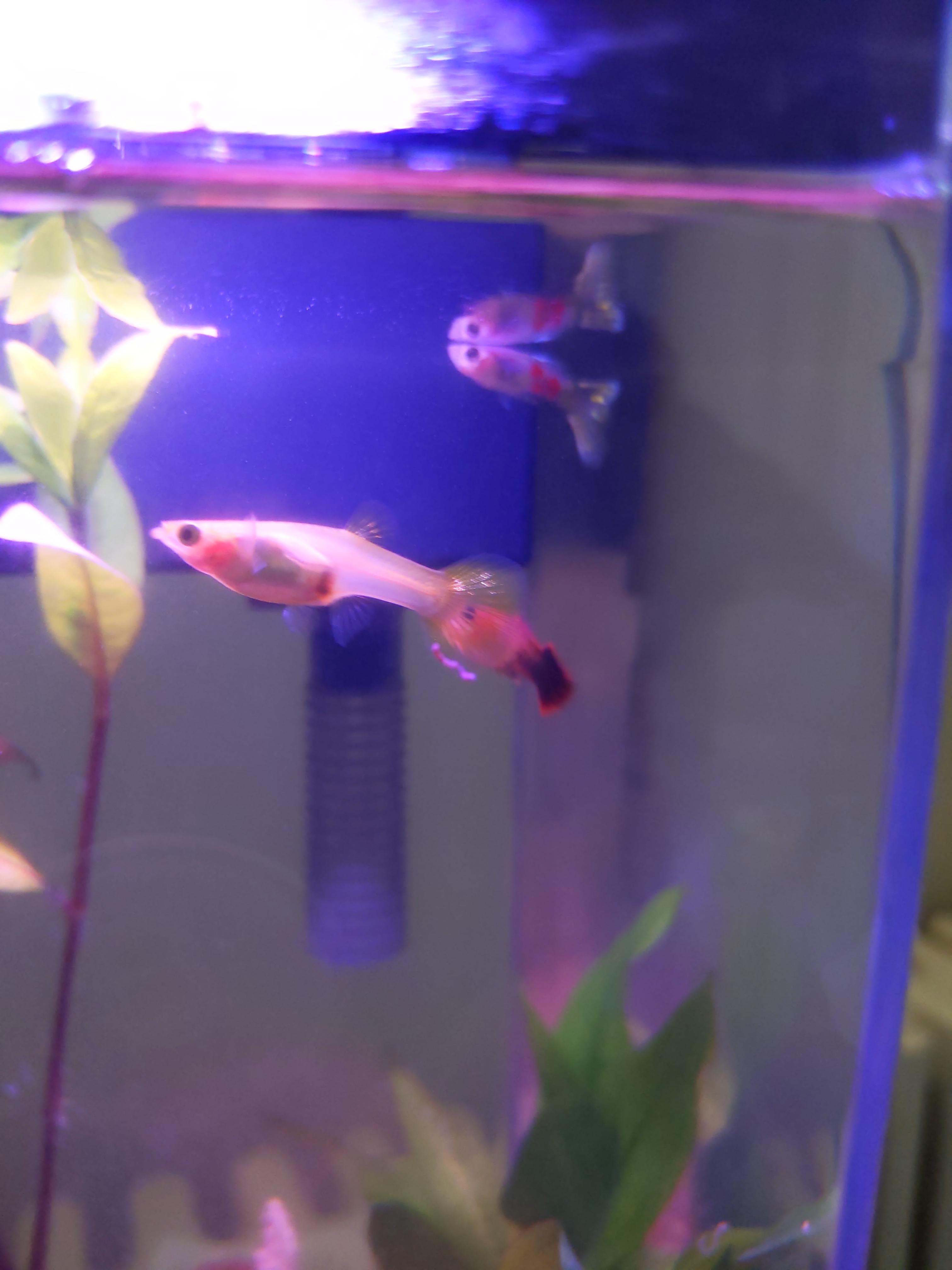 First time posting. I've had guppies in the past but this is my first female. Can anyone tell if ...