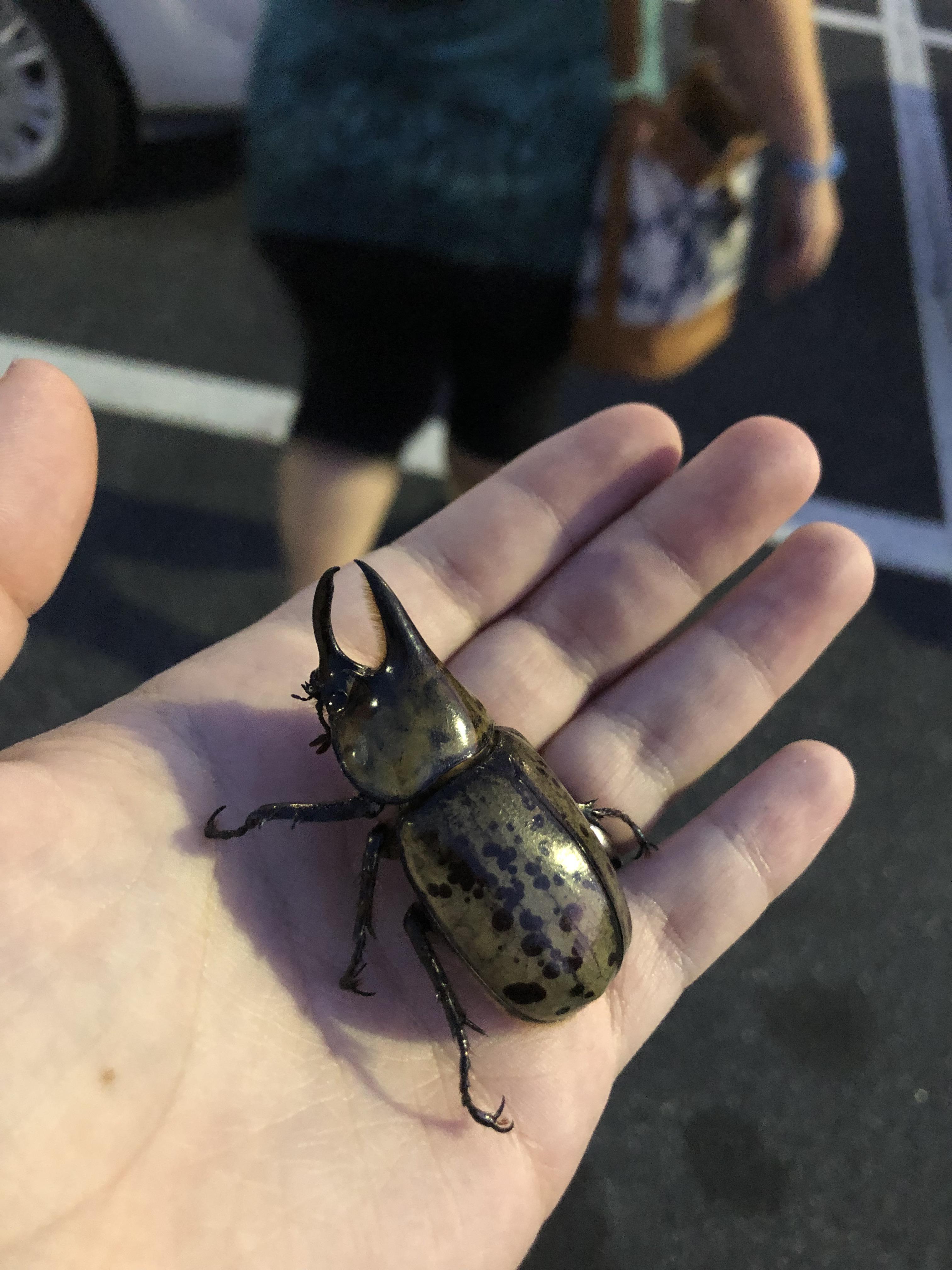 First time seeing a Rhino Beetle | Scrolller